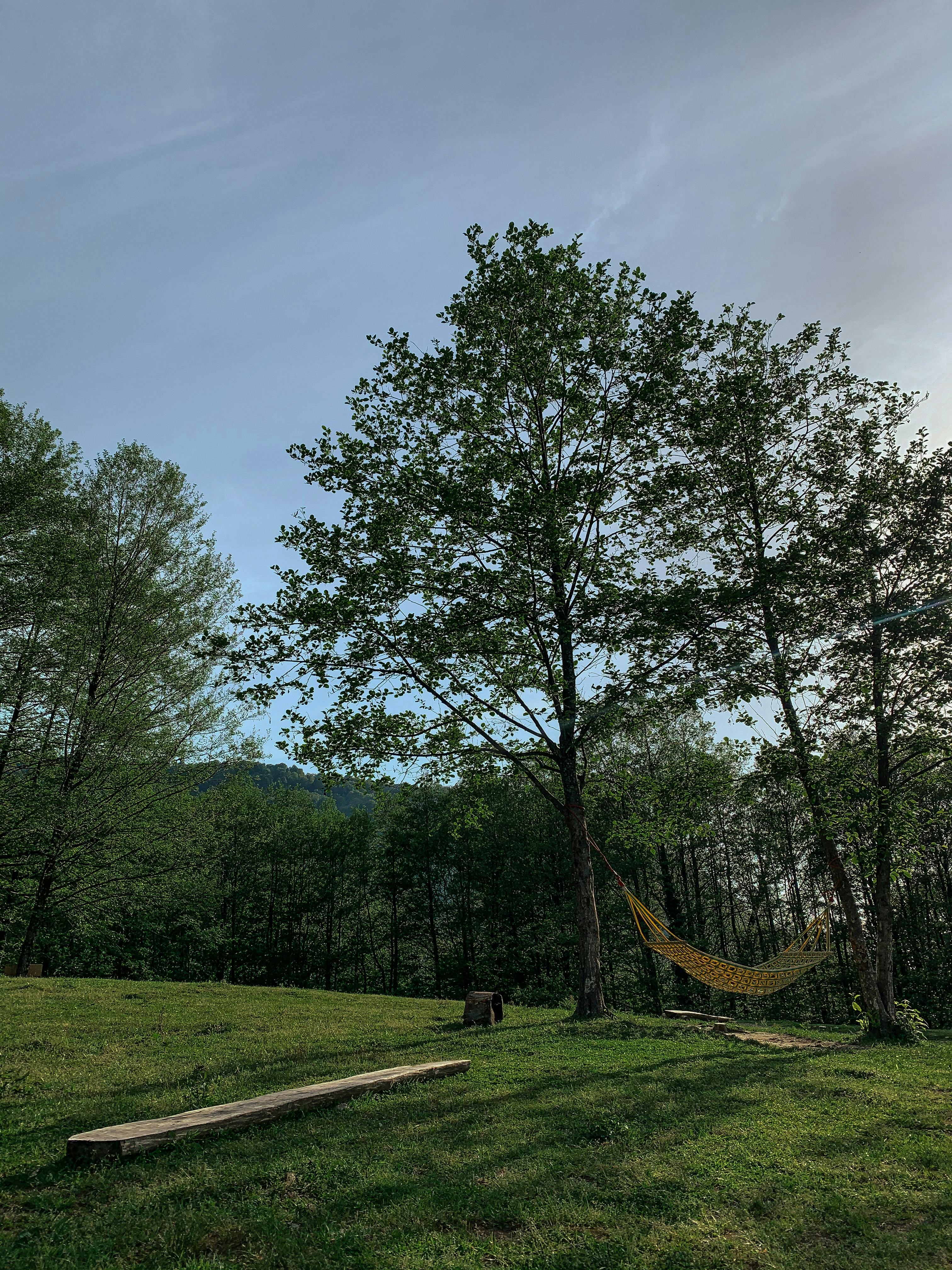 Kostenloses Foto zum Thema: @draussen, außerorts, baumkrone, blauer ...