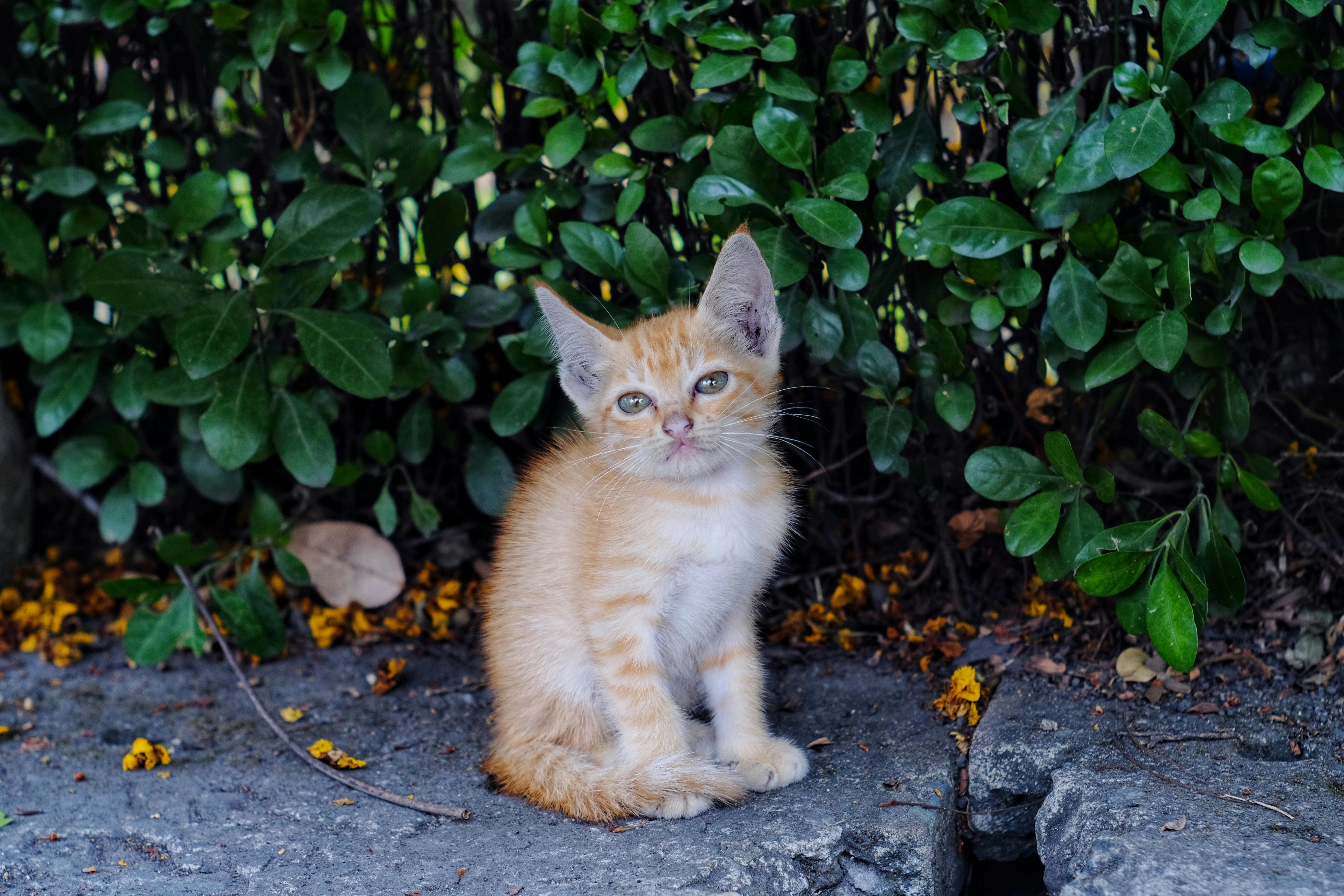 10,000+ Best Kitten Photos · 100% Free Download · Pexels Stock Photos