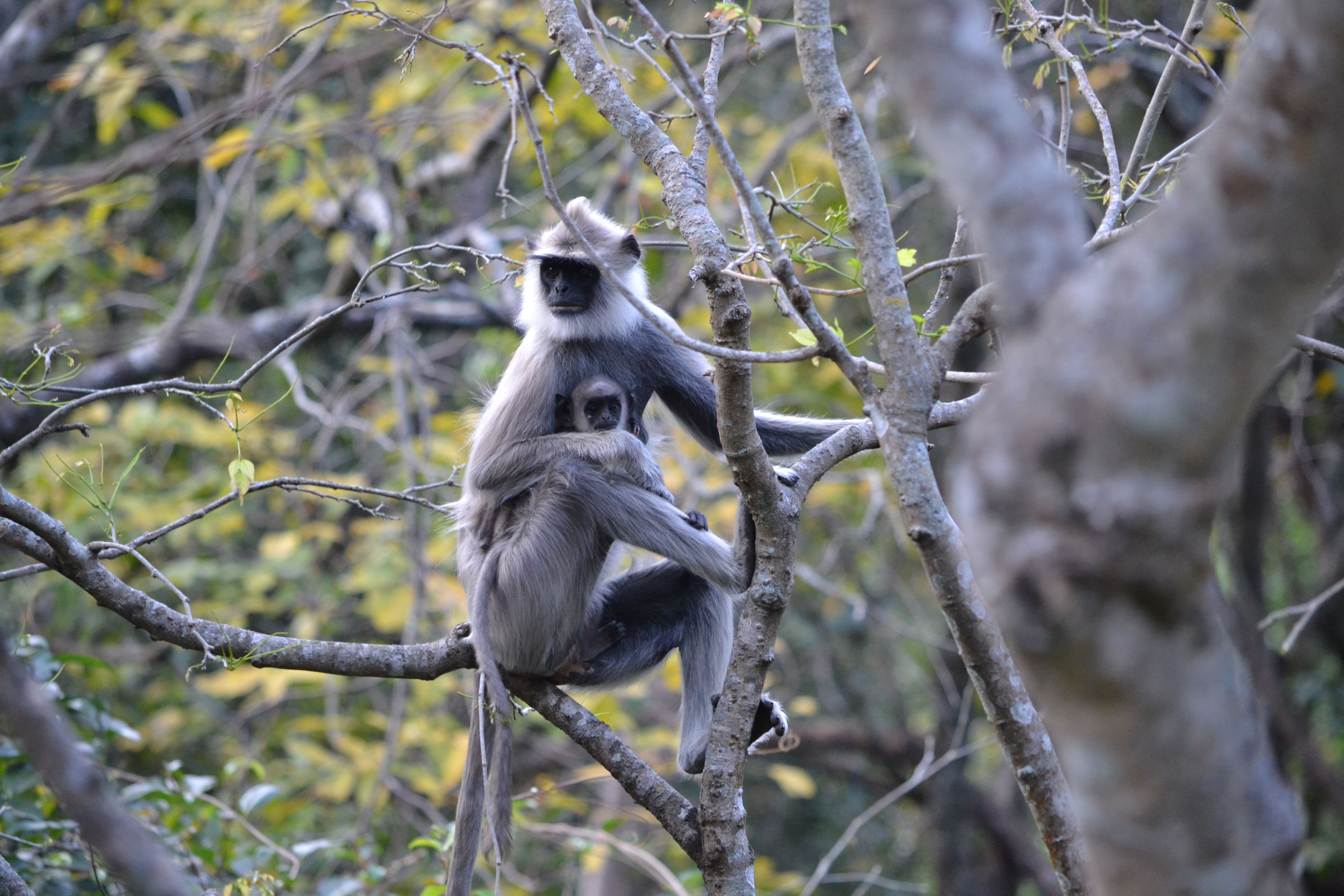 A Gray Langur Monkey in the Wild · Free Stock Photo