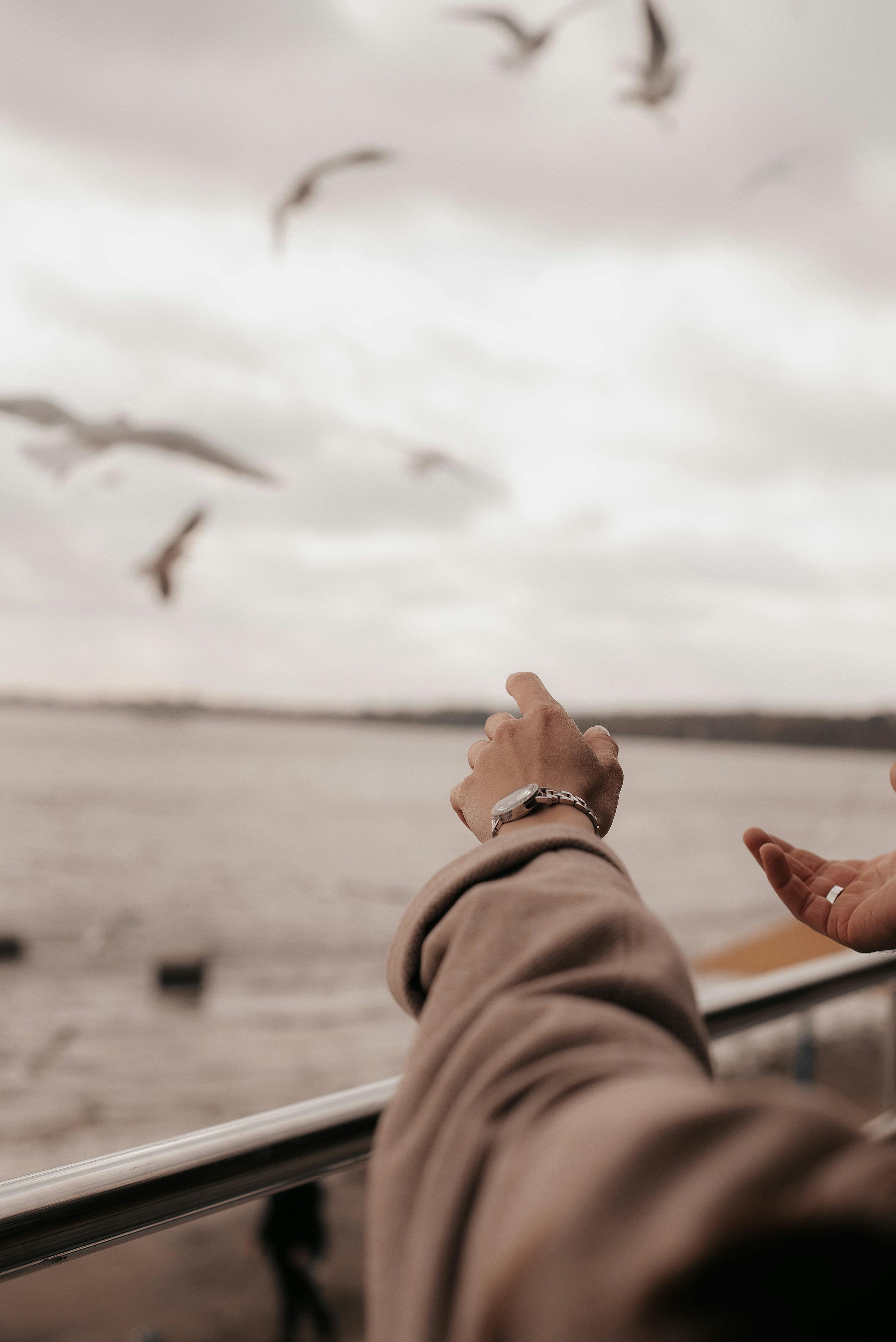Person Pointing on Birds · Free Stock Photo