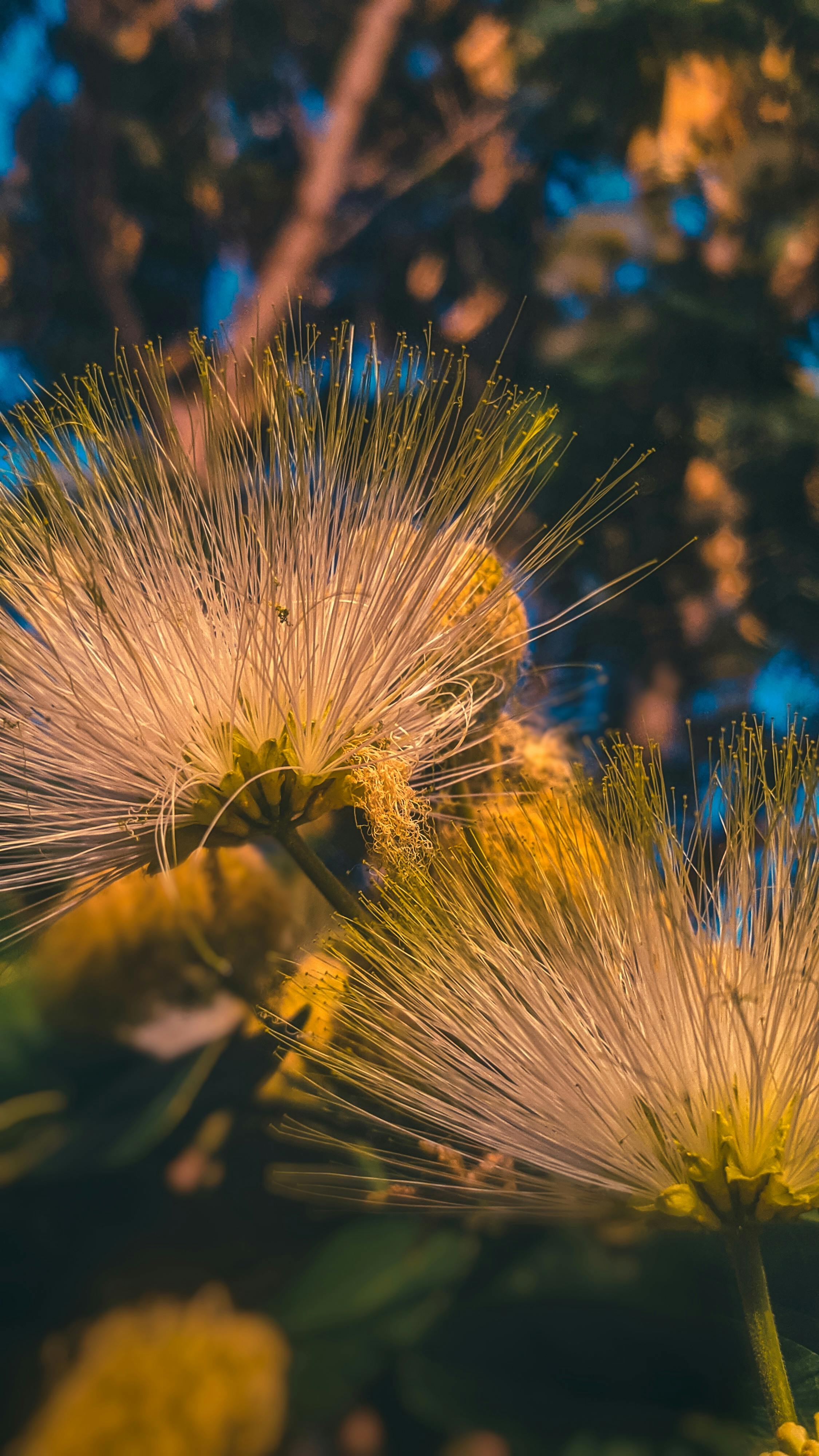 Mubarak Hamza - 摄影