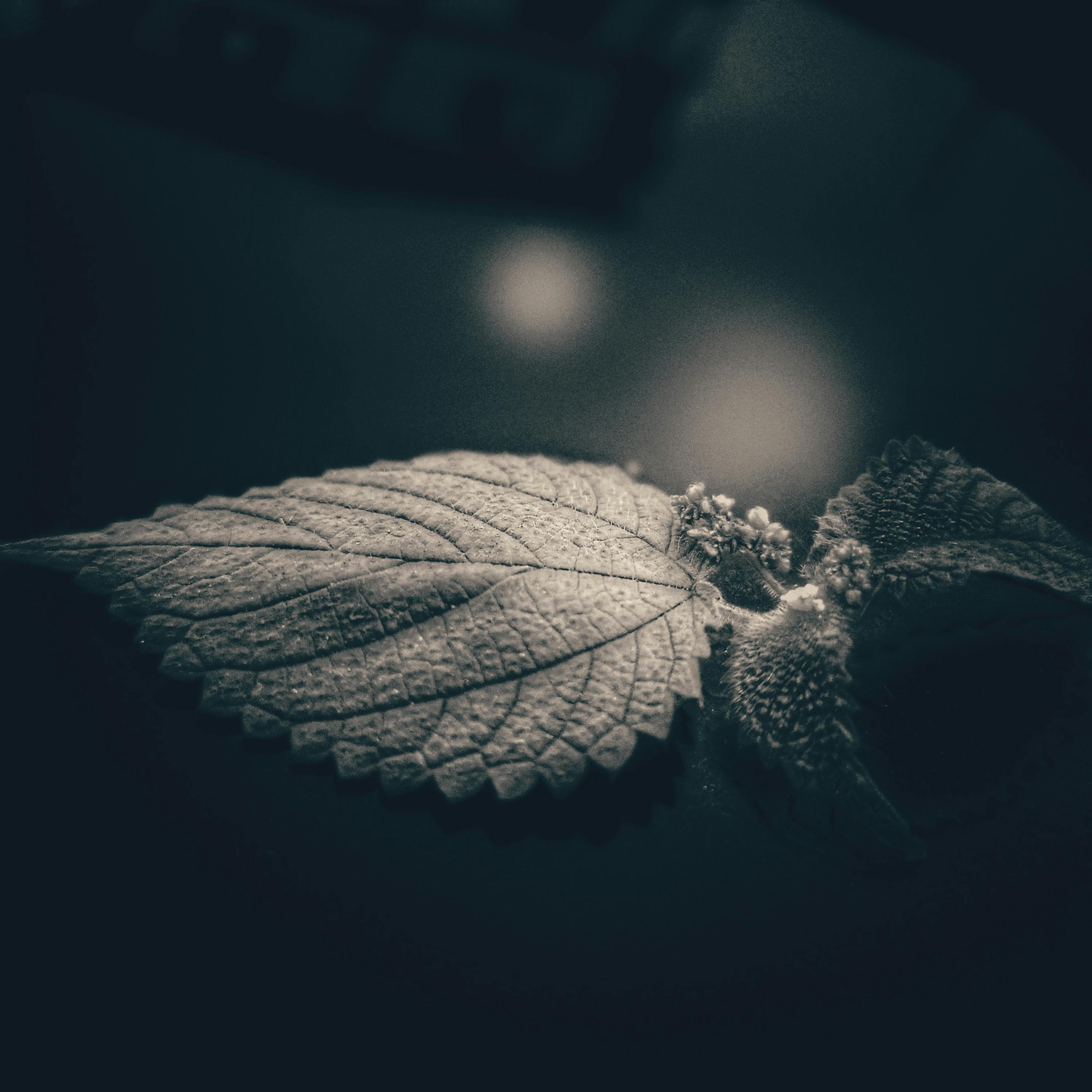 Mubarak Hamza - Fotografía