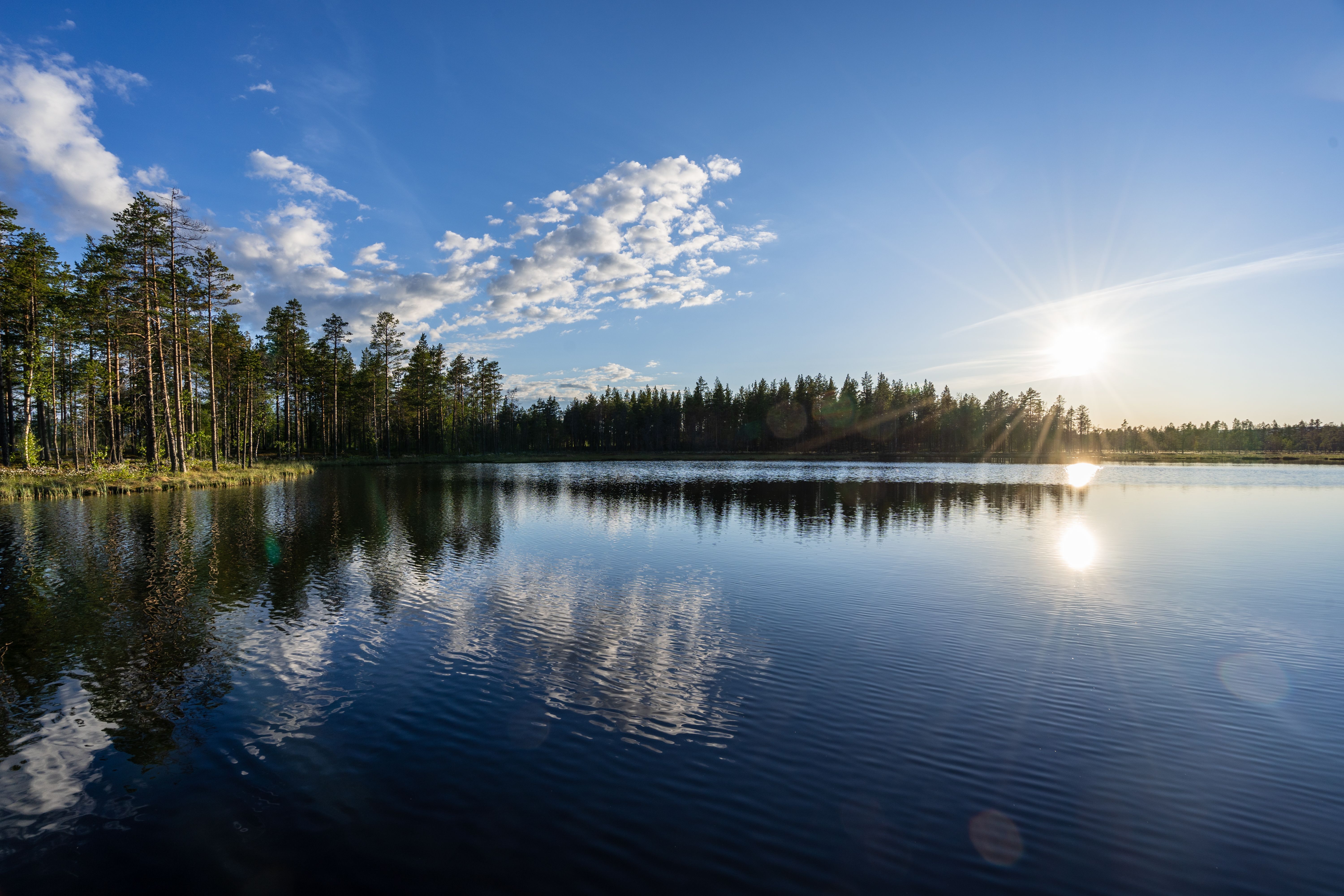 Photo Of Forest During Dawn · Free Stock Photo