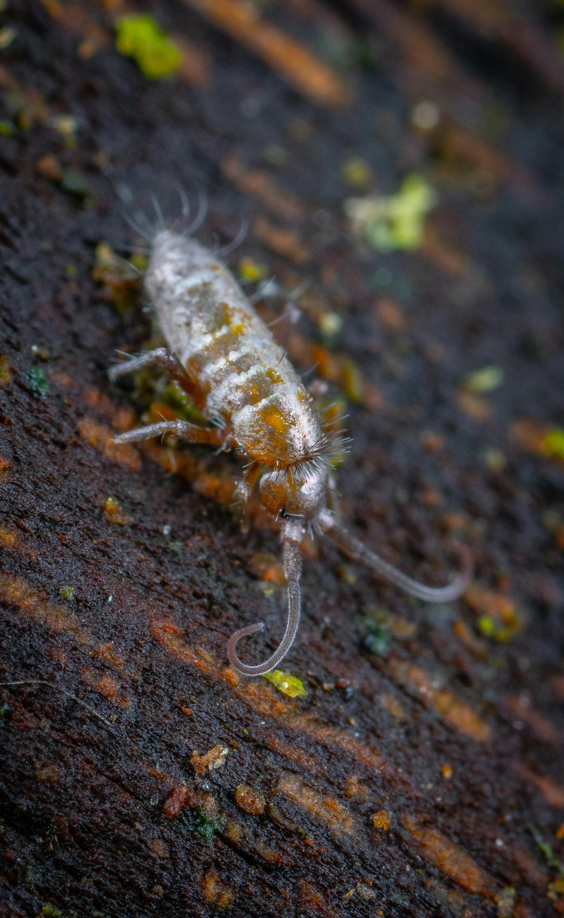 Springtail Isopods Photos, Download The BEST Free Springtail Isopods ...