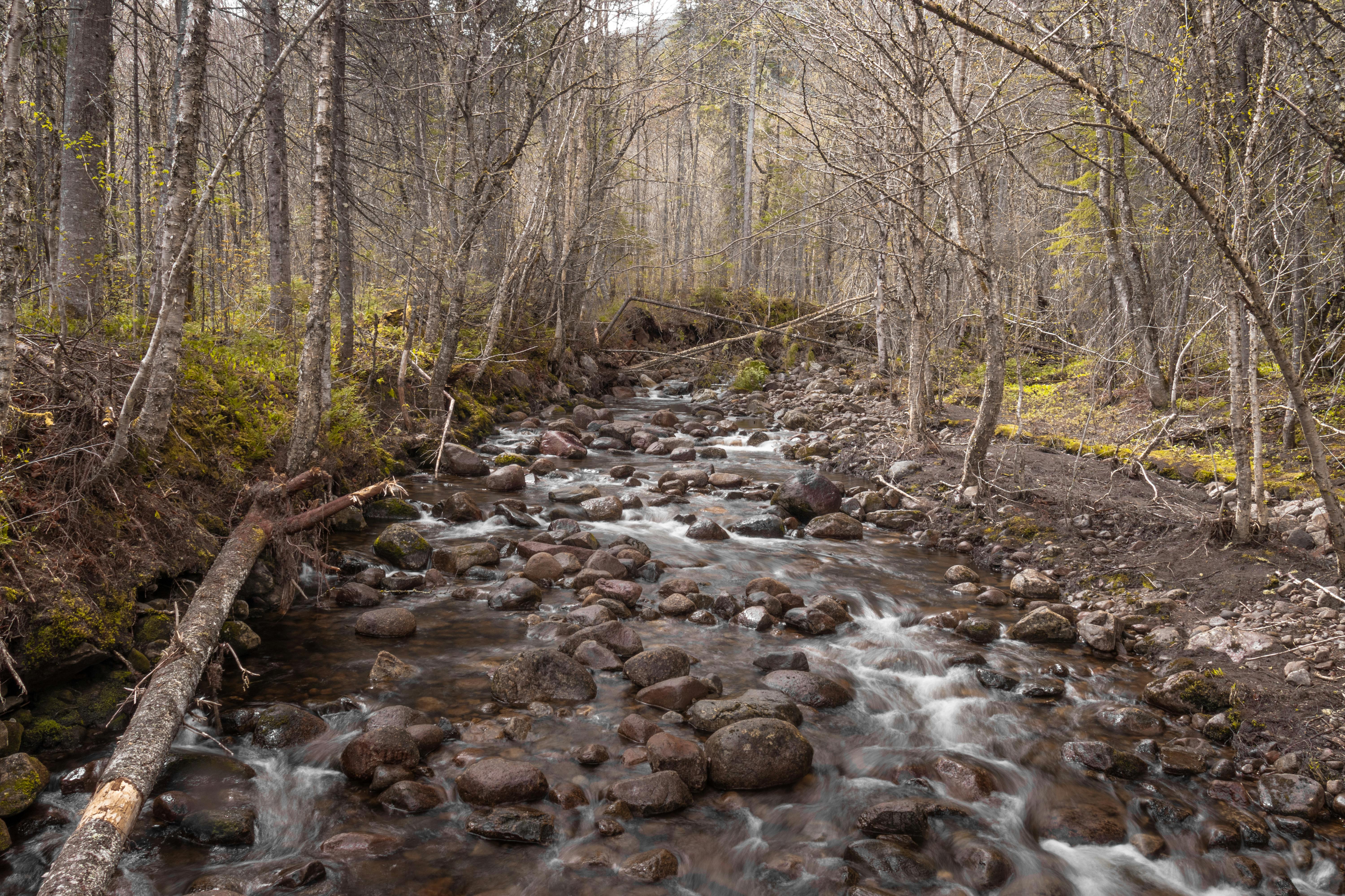 A Rocky River in the Middle of the Forest · Free Stock Photo