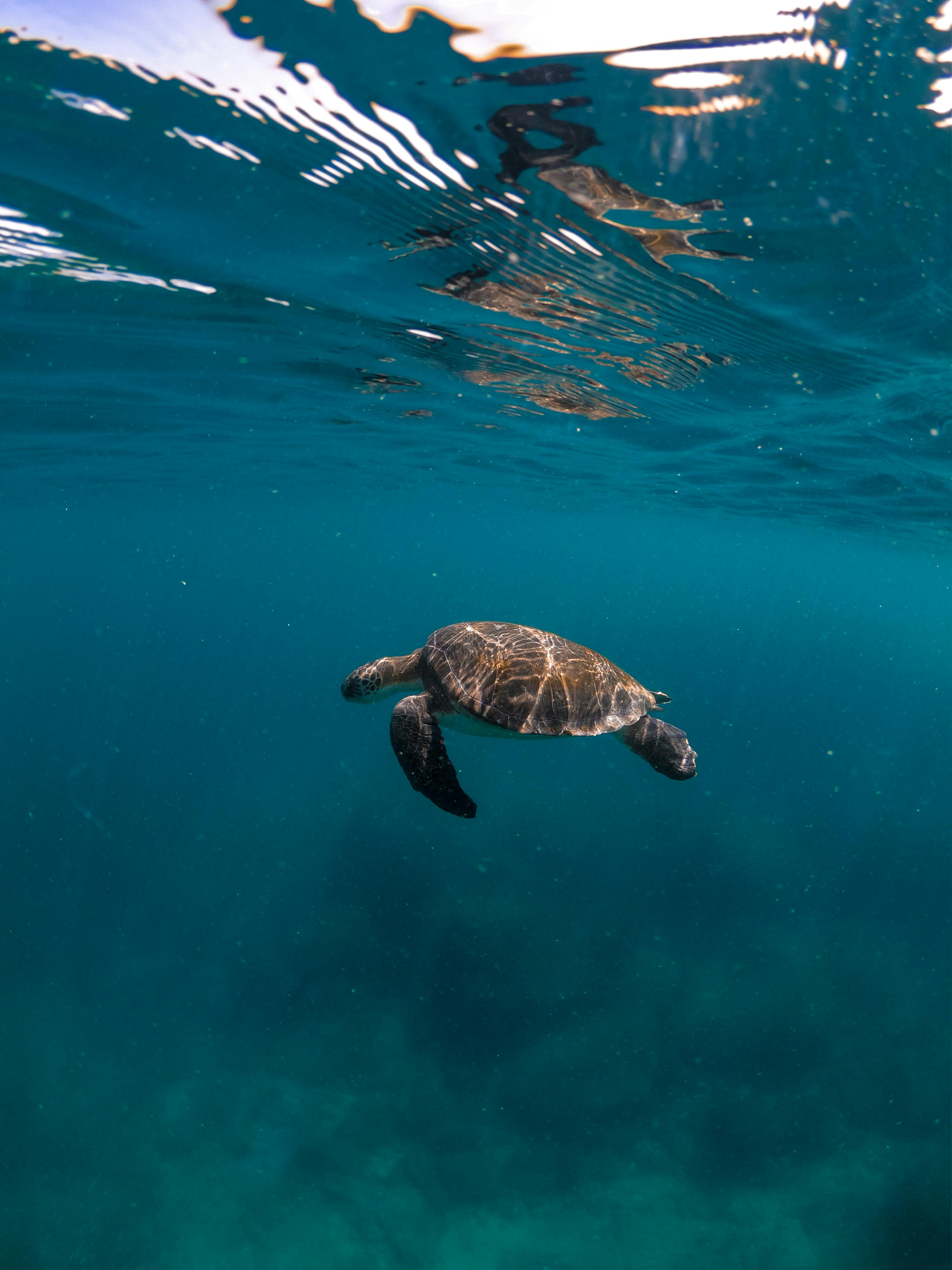 Turtle floating under blue sea water · Free Stock Photo