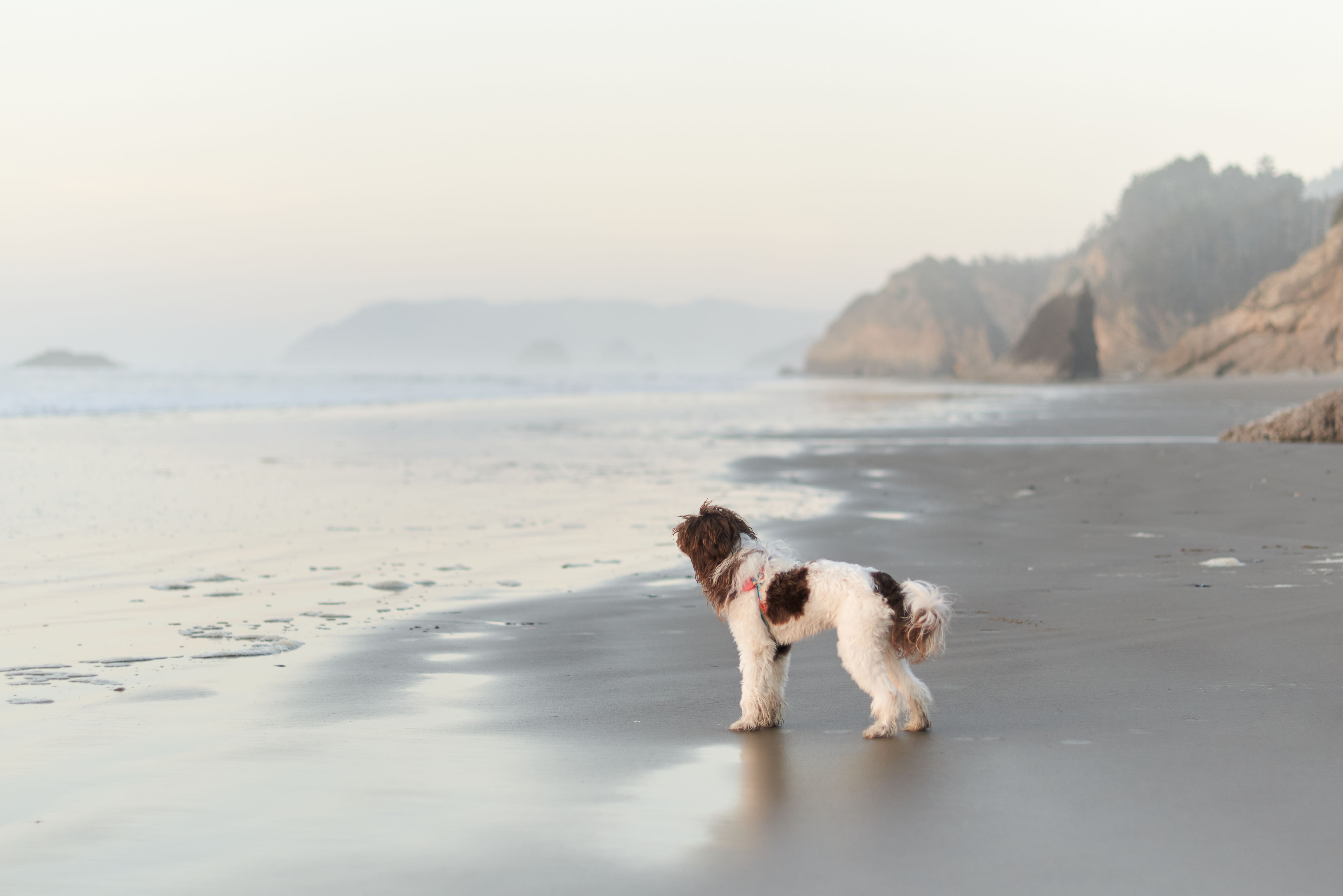 A Dog Standing on Seashore · Free Stock Photo