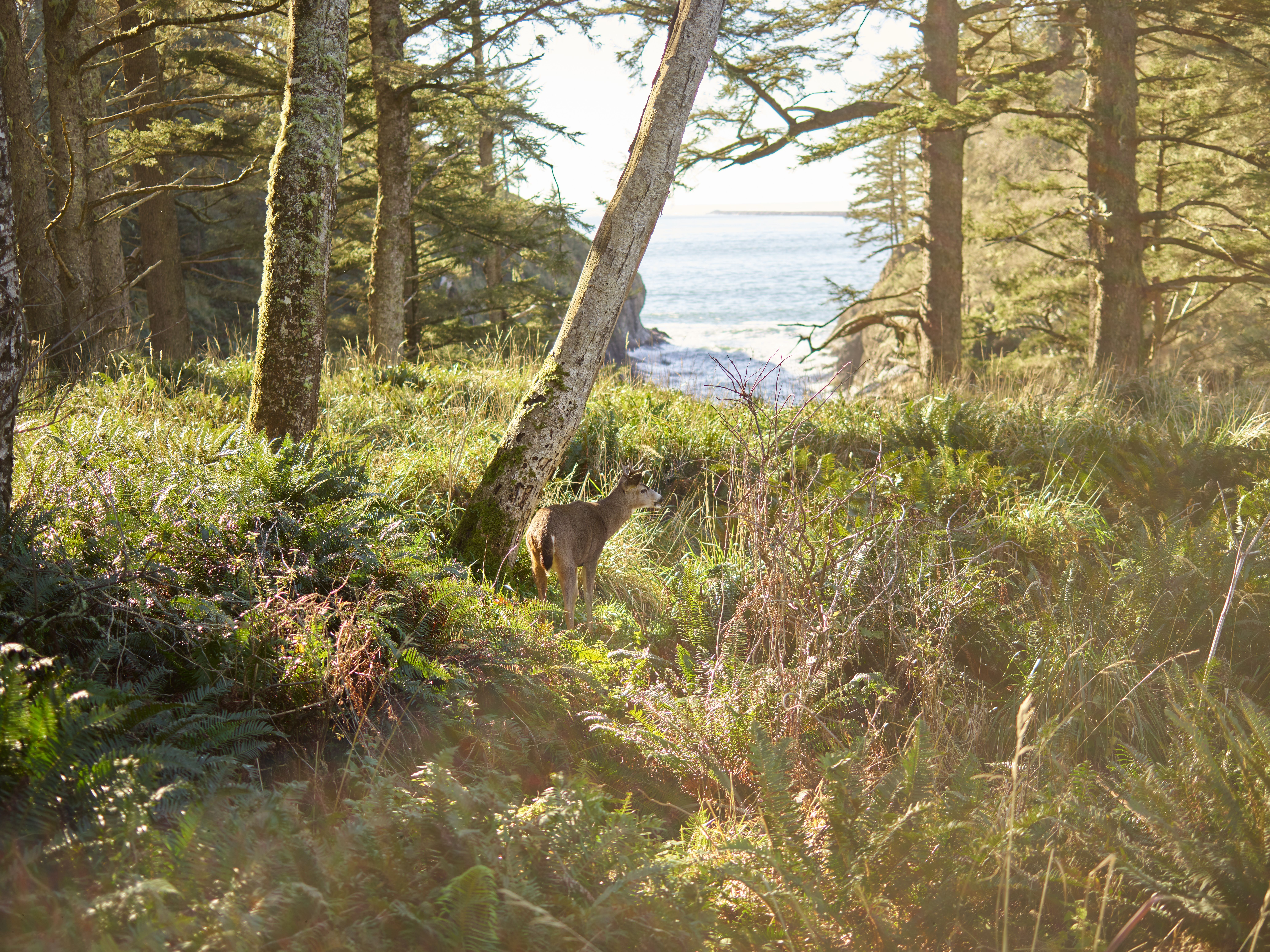 A Deer in the Forest Standing Beside the Tree · Free Stock Photo