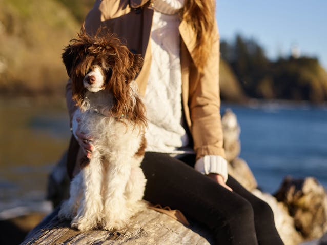 What Do Labradoodles Look Like: Colors & Patterns Guide