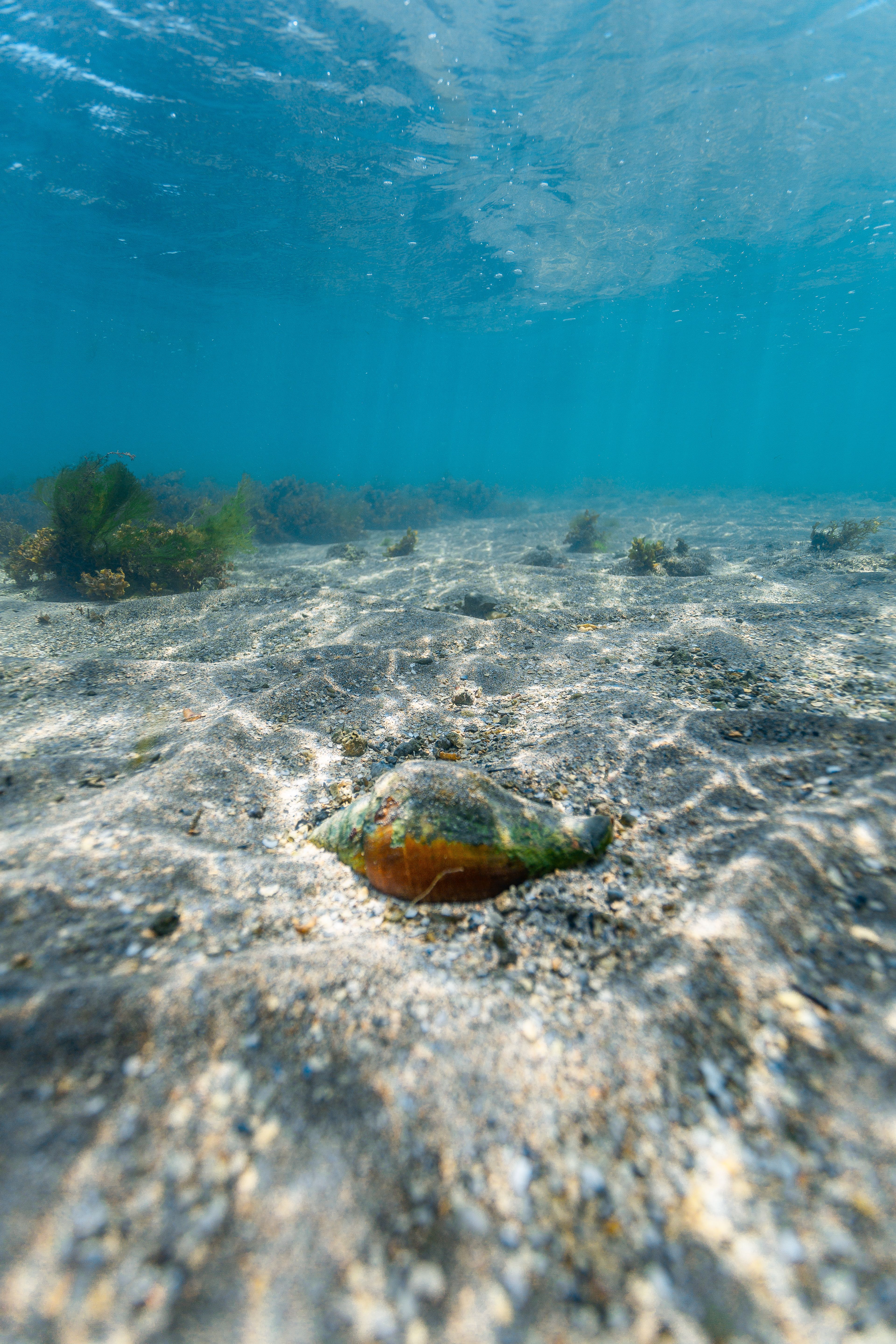 Underwater Photo of Sea Animal on Sand · Free Stock Photo
