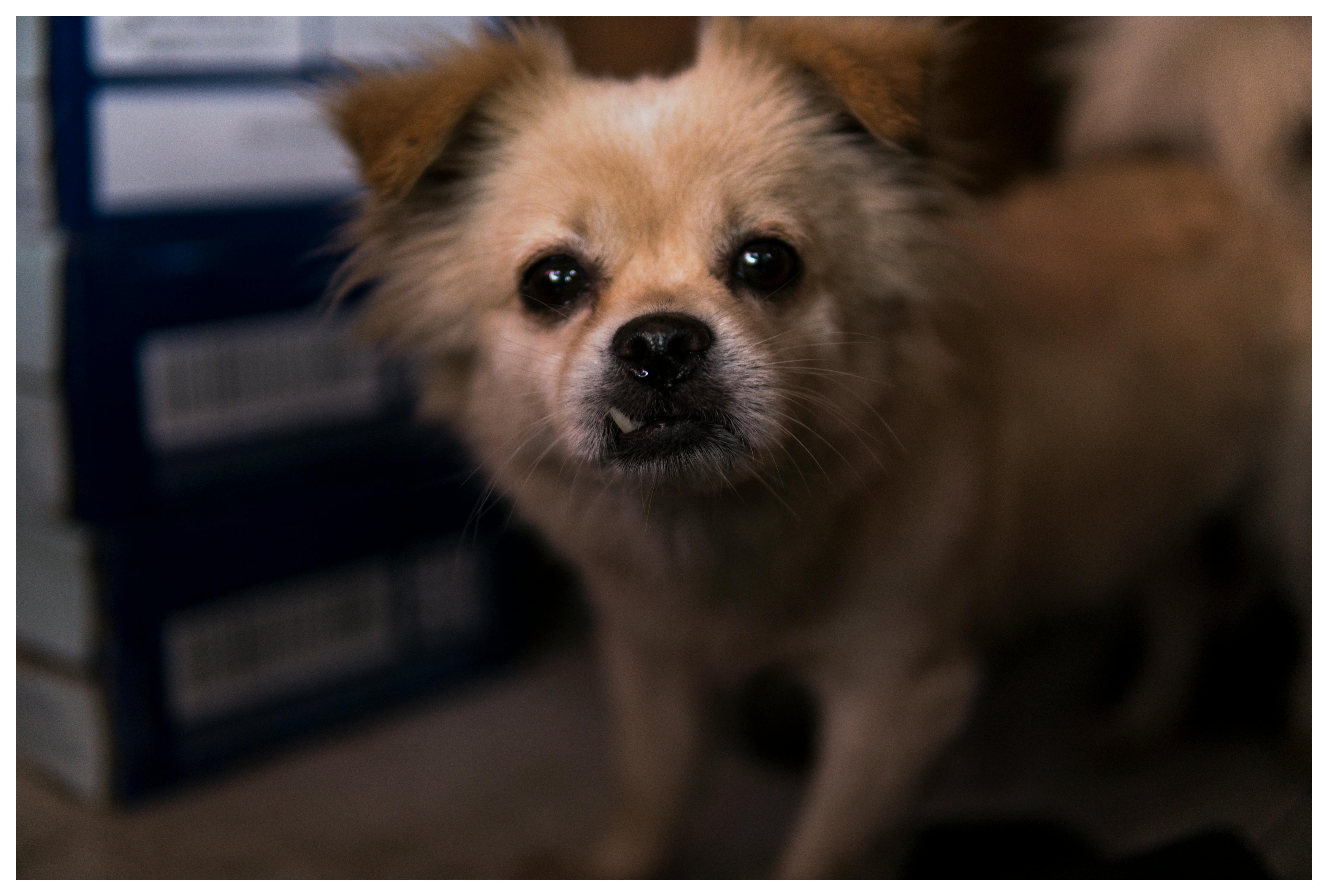 Chee Zu - Photography