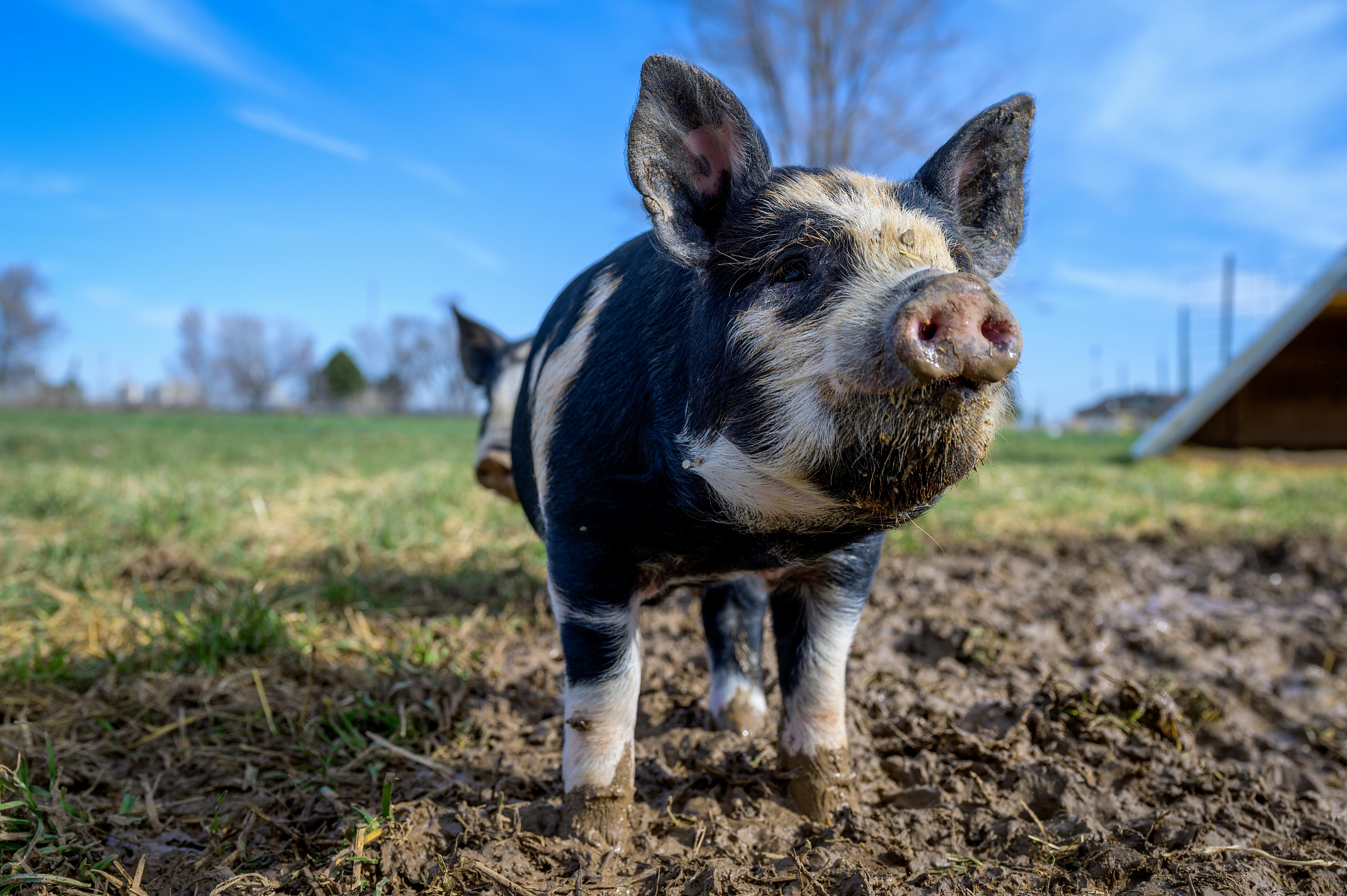 Domestic mini pig grazing in nature · Free Stock Photo