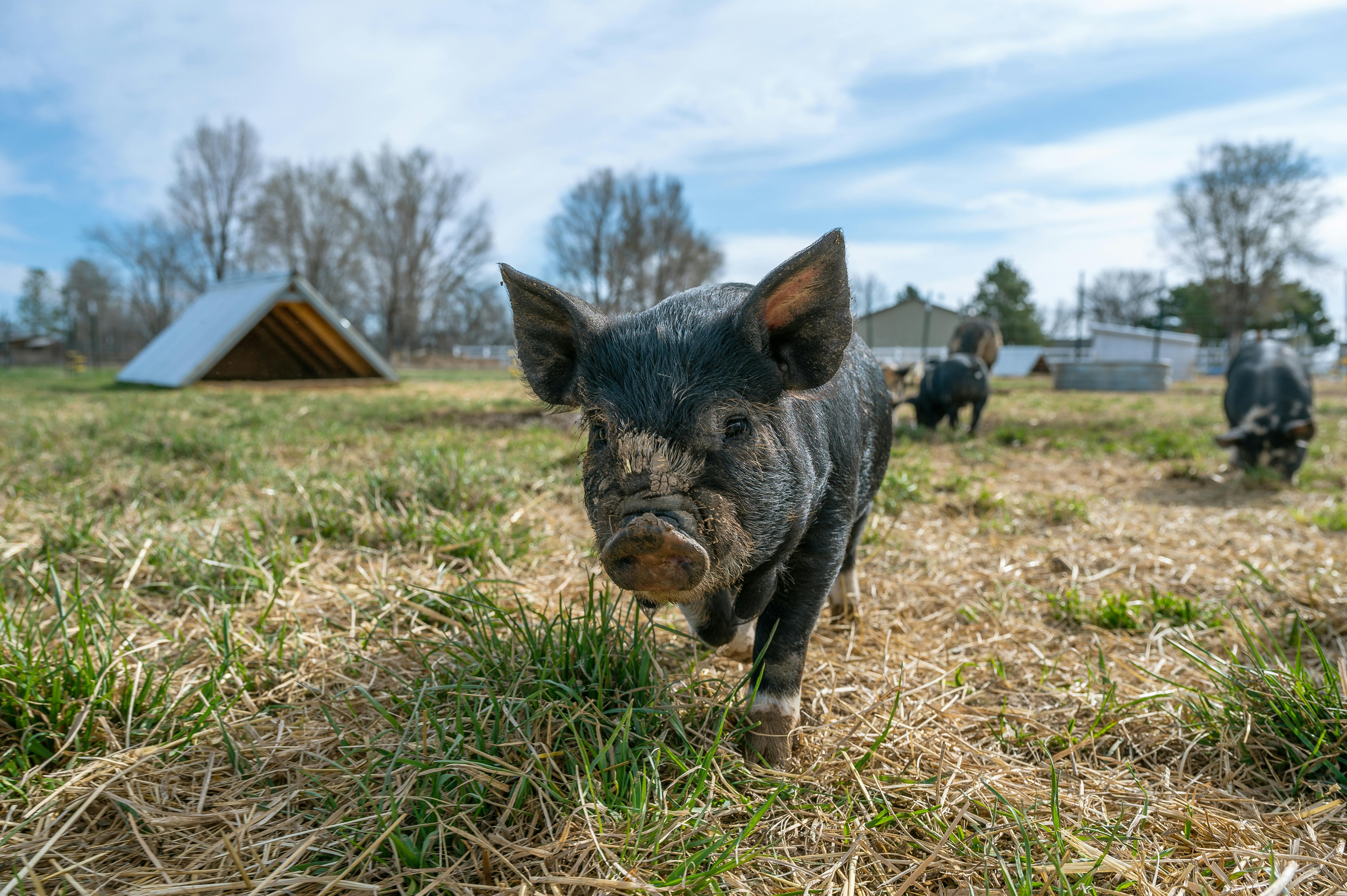 70+ Best Swine Photos · 100% Free Download · Pexels Stock Photos