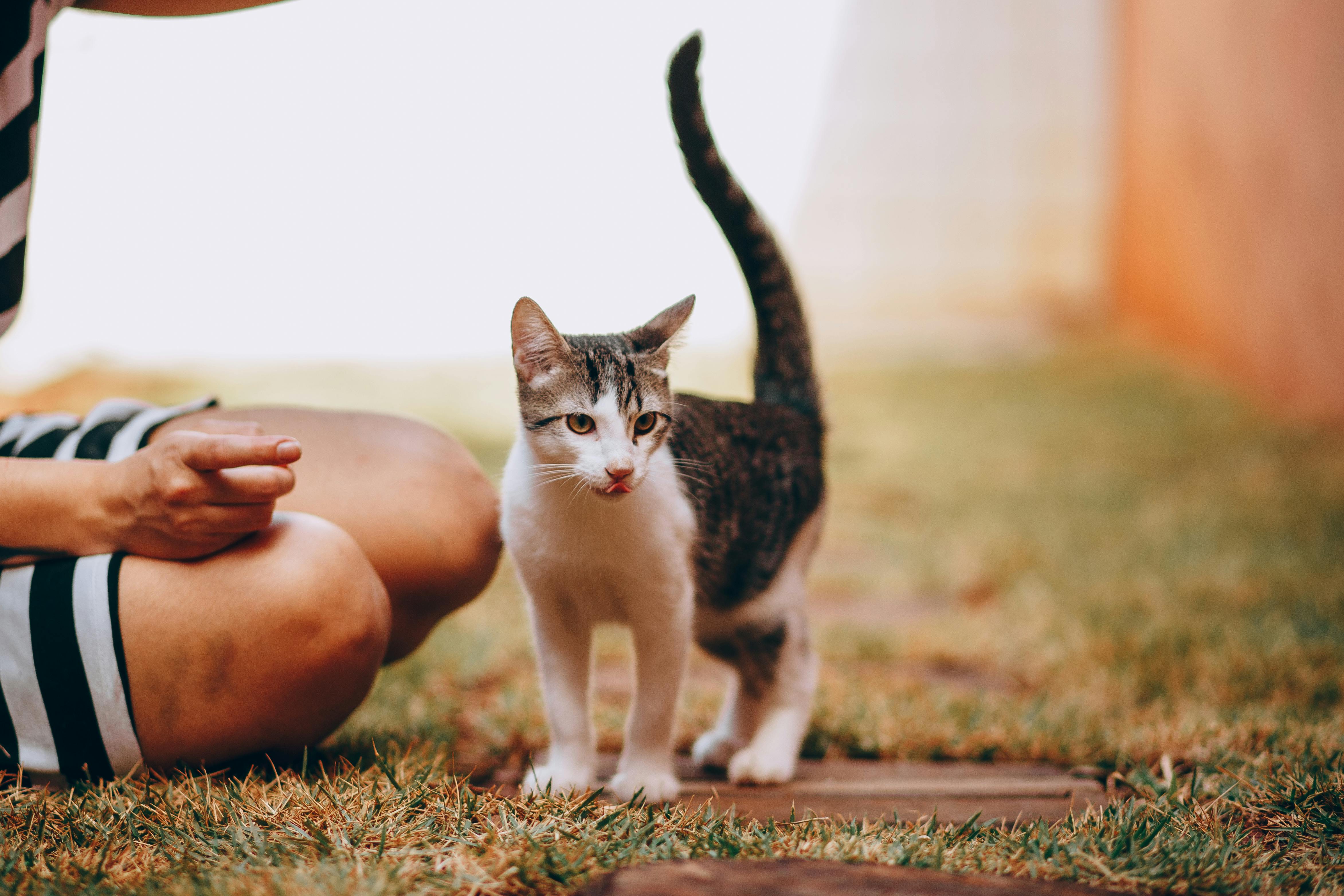 A Woman in Black Bikini Lying on a Beach Chair Beside Brown Tabby Cat ...