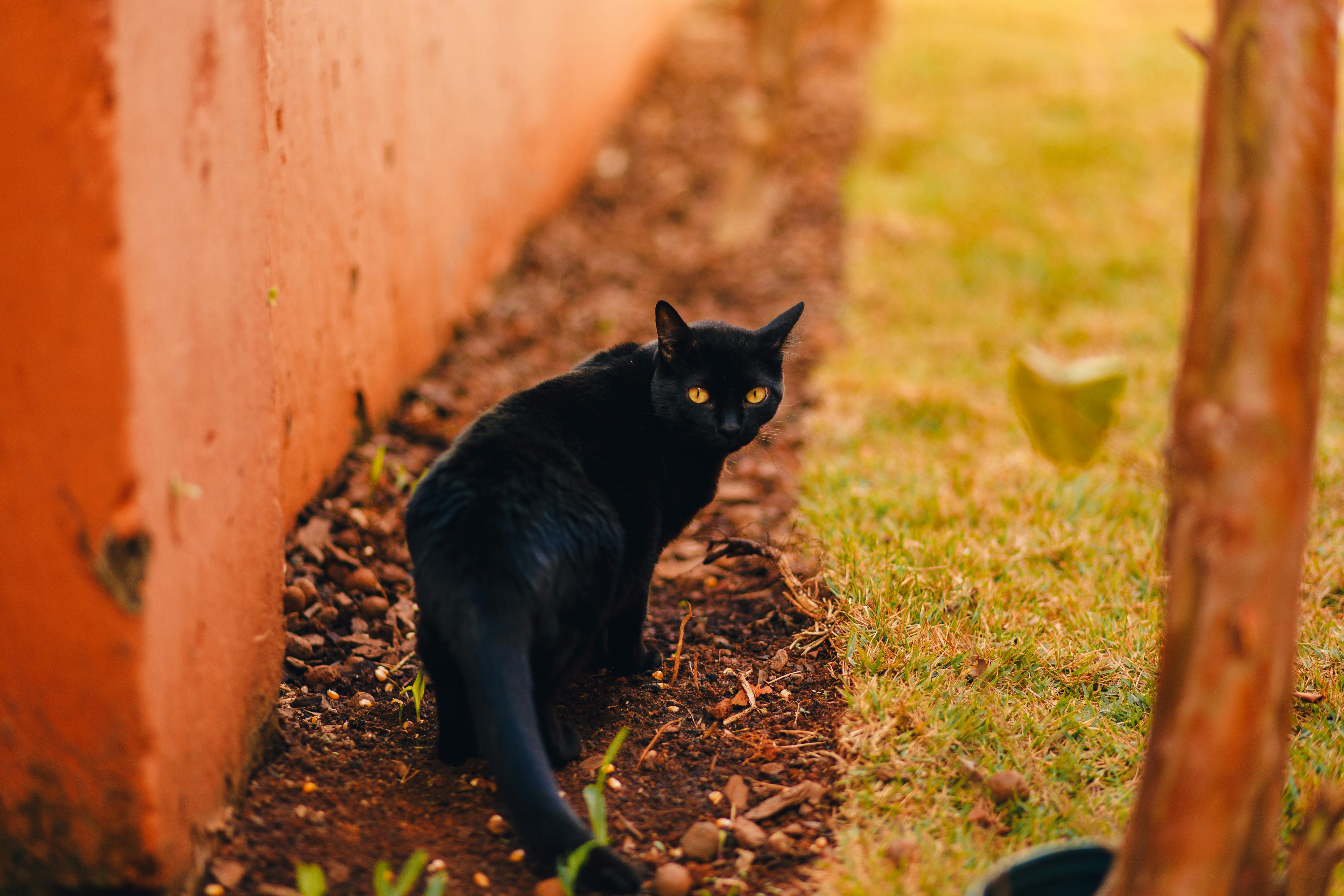 Black Cat Looking Over Shoulder at the Camera · Free Stock Photo