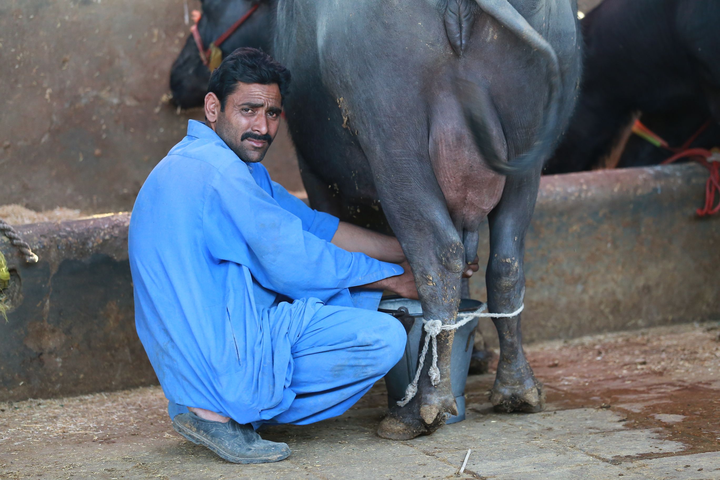 Pakistani Farm Photos, Download The BEST Free Pakistani Farm Stock ...