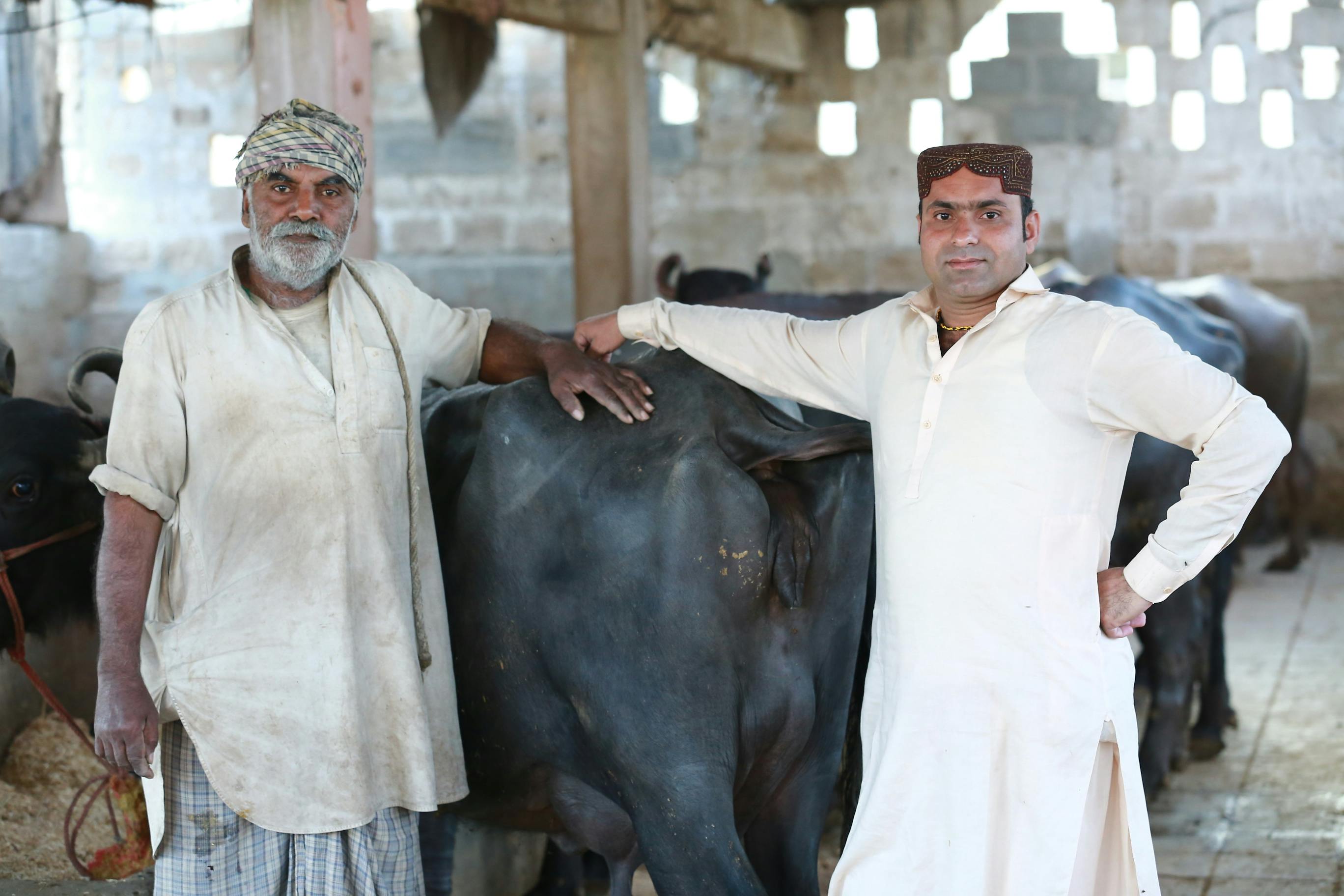 Lean Cow Photos, Download The BEST Free Lean Cow Stock Photos & HD Images