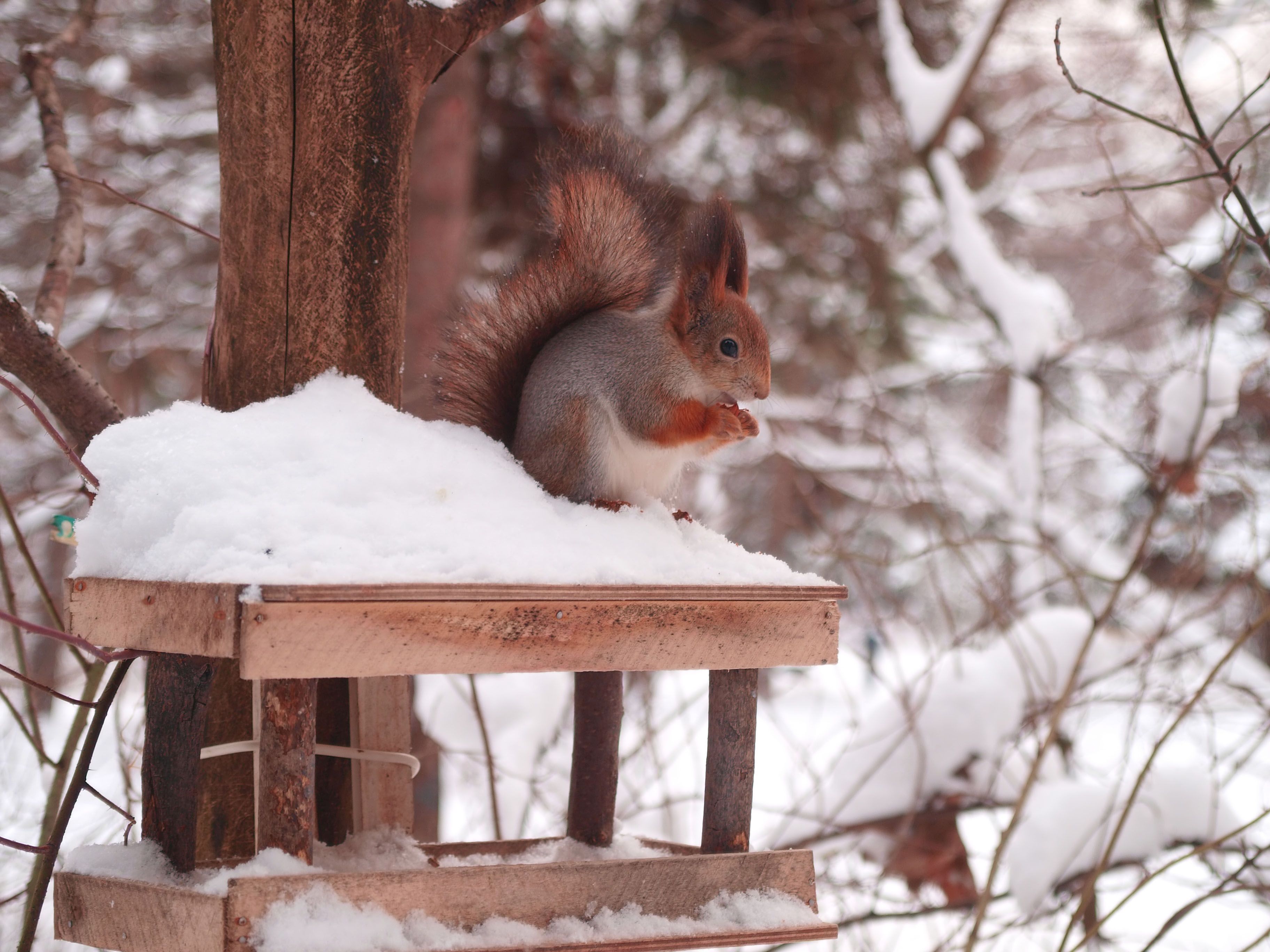 Cute Wild Birds Eating At Feeders Photos, Download The BEST Free Cute ...