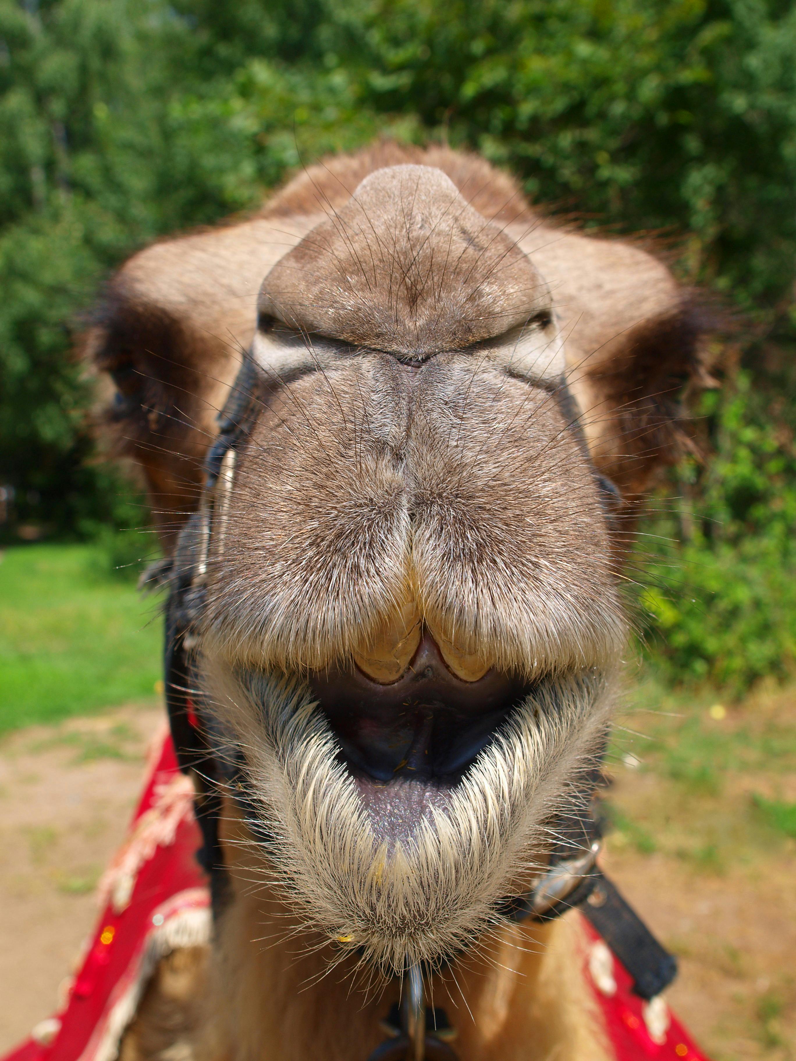 1,104+ Best Free Camel toe Stock Photos & Images · 100% Royalty-Free HD ...