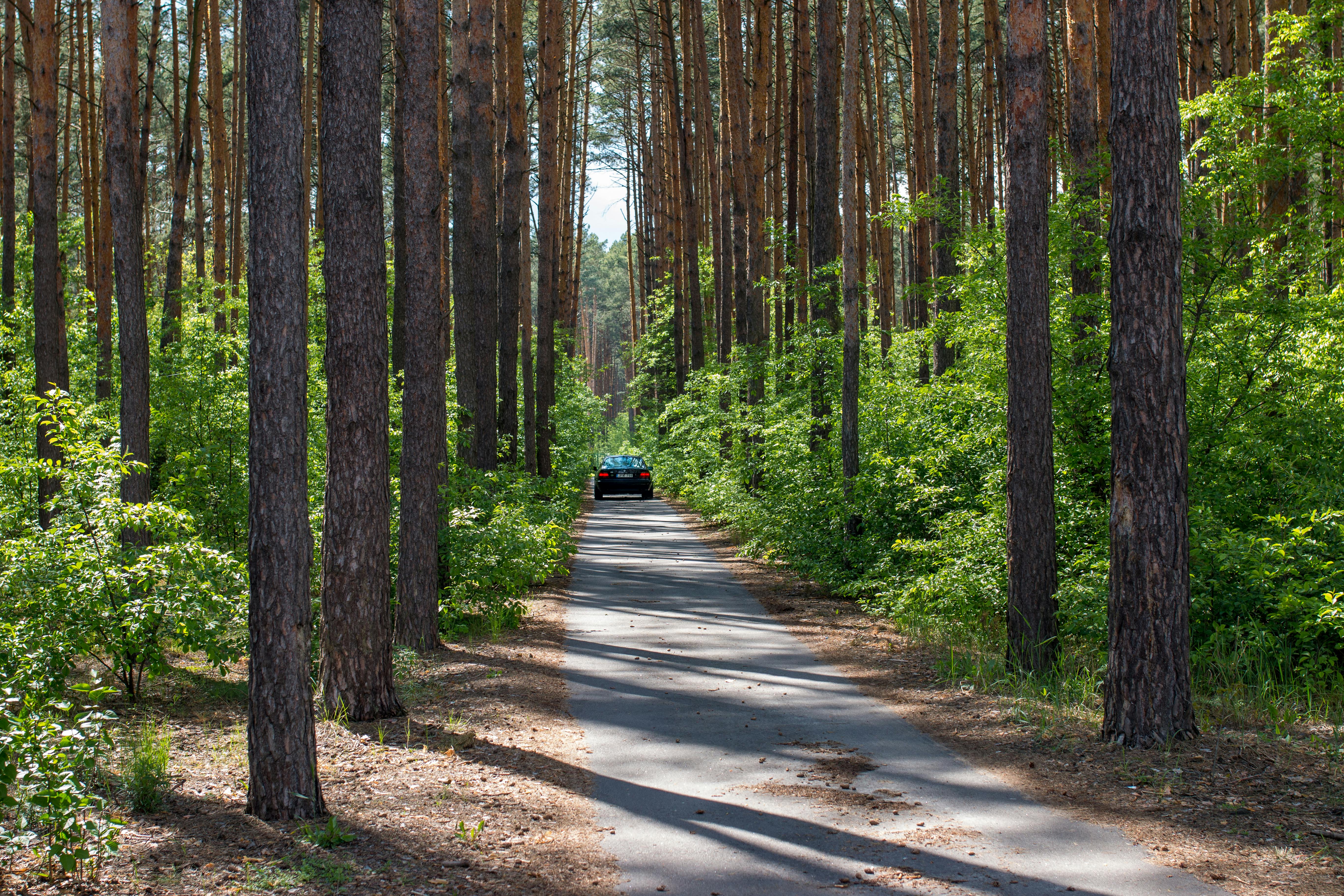 A Car in a Forest · Free Stock Photo