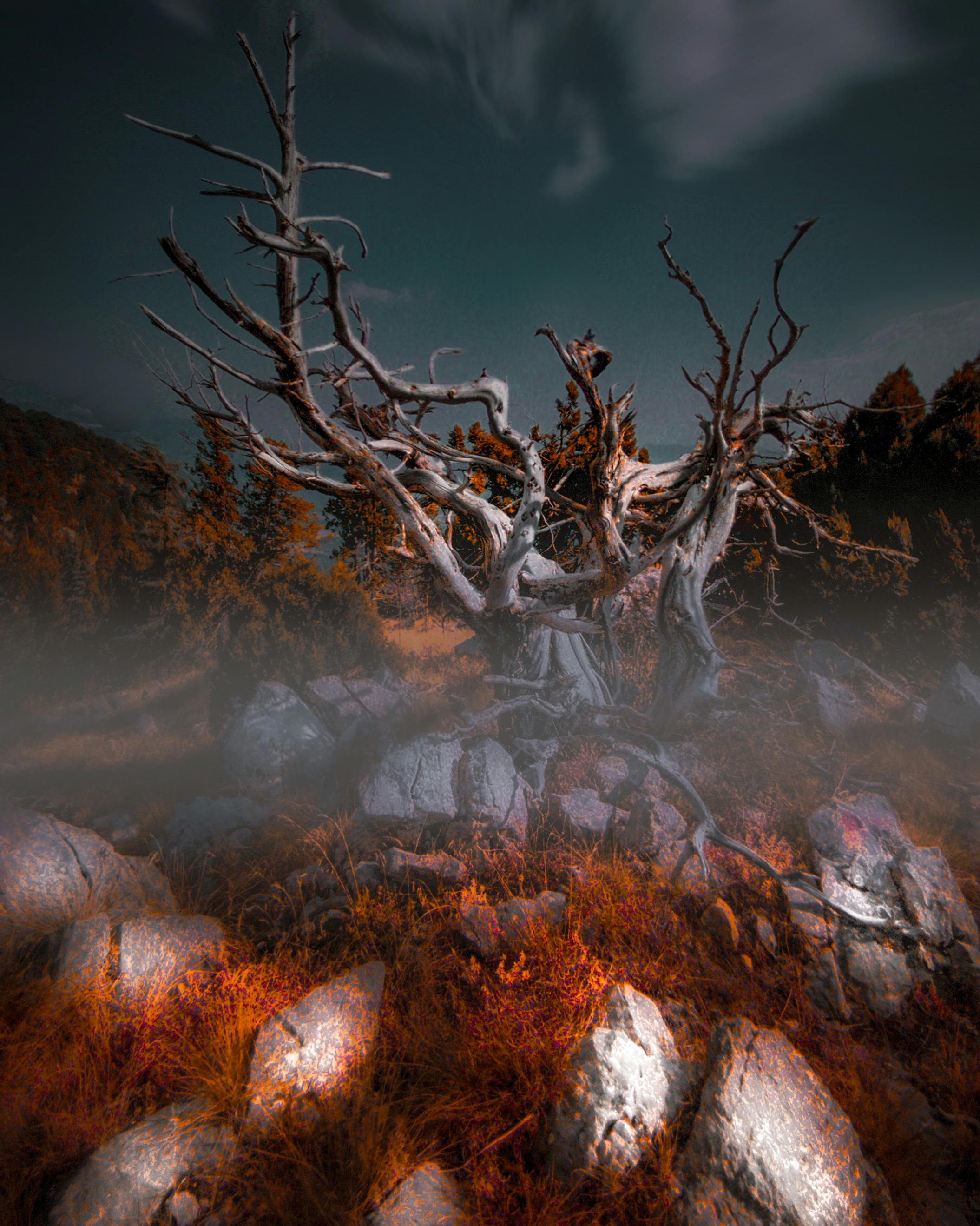 Bare Trees Along Foggy Path · Free Stock Photo