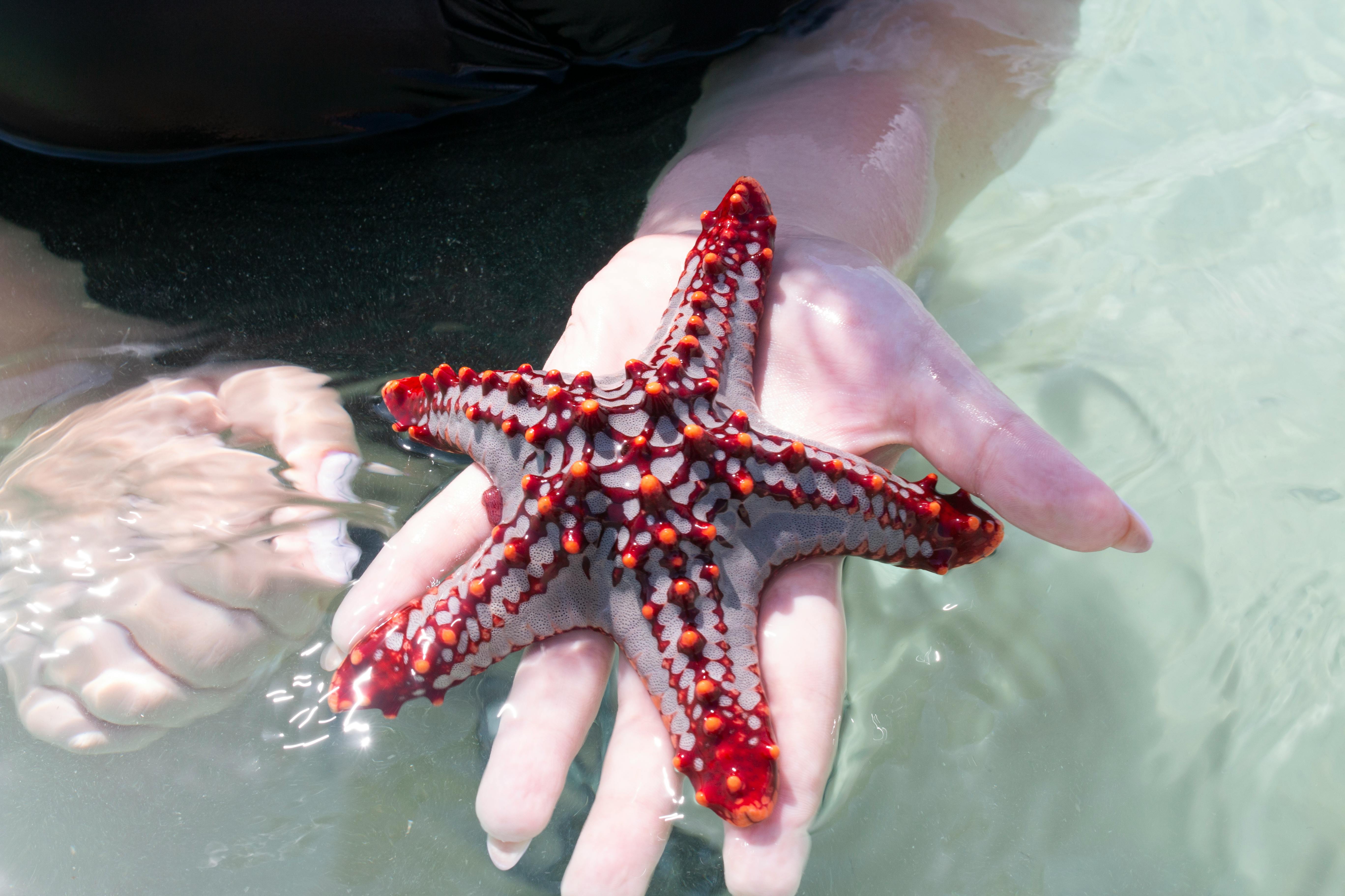 Person Holding a Starfish · Free Stock Photo