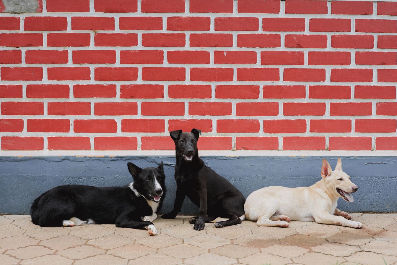 Discover the Askal Dog Breed: Origins, Temperament, and Care