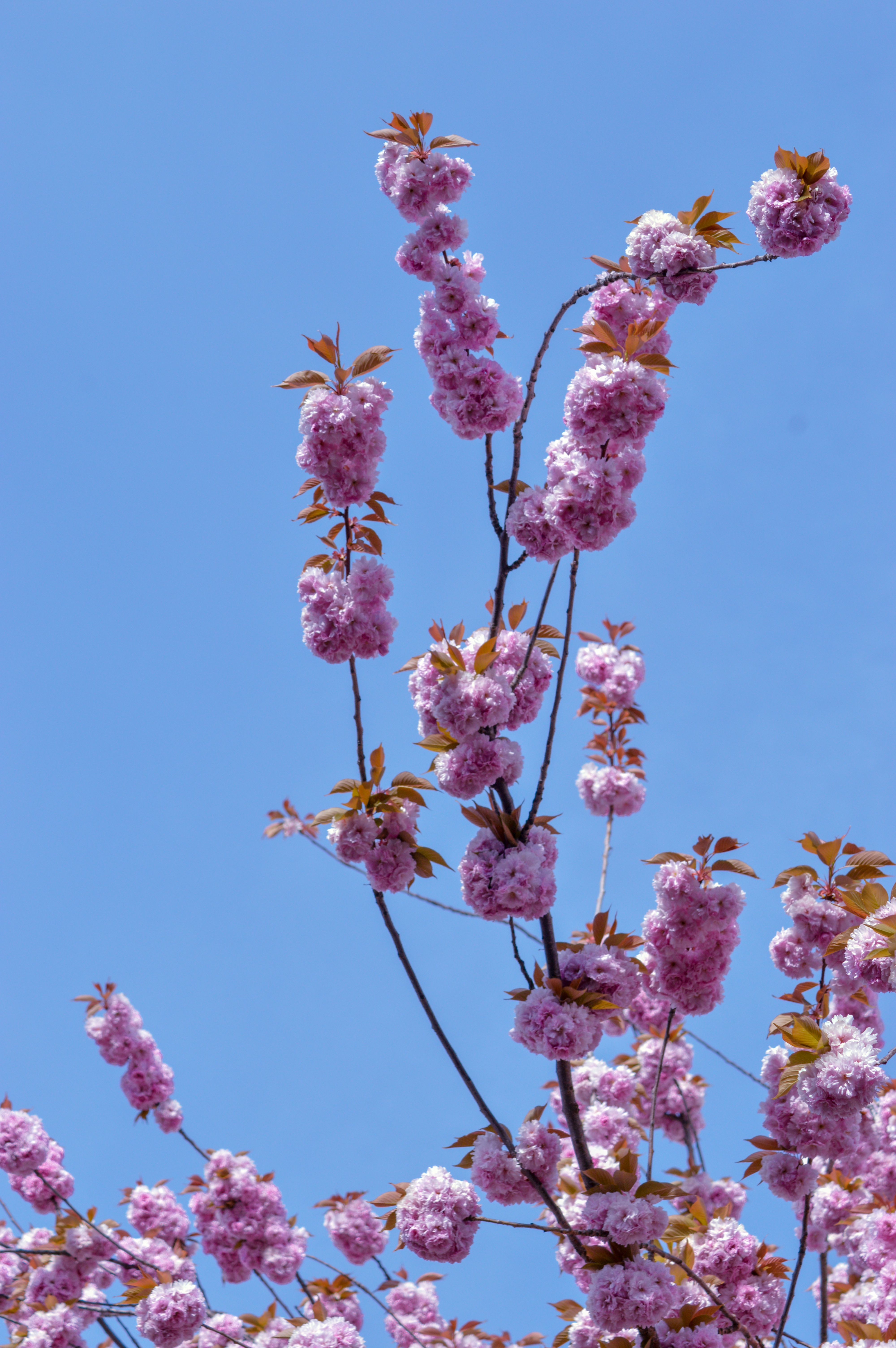 Flowers On A Tree · Free Stock Photo