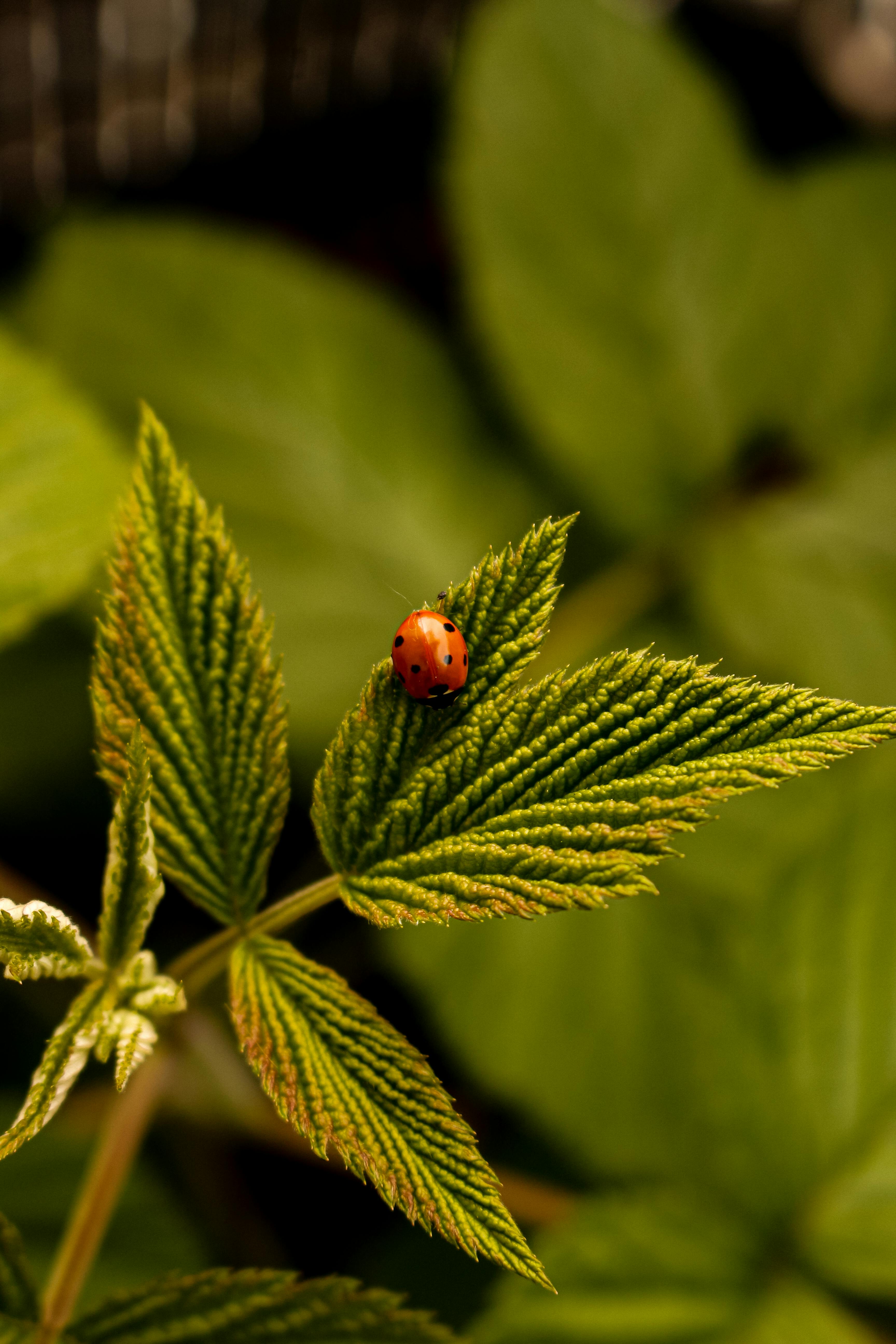 Ladybird Photography Photos, Download The BEST Free Ladybird ...