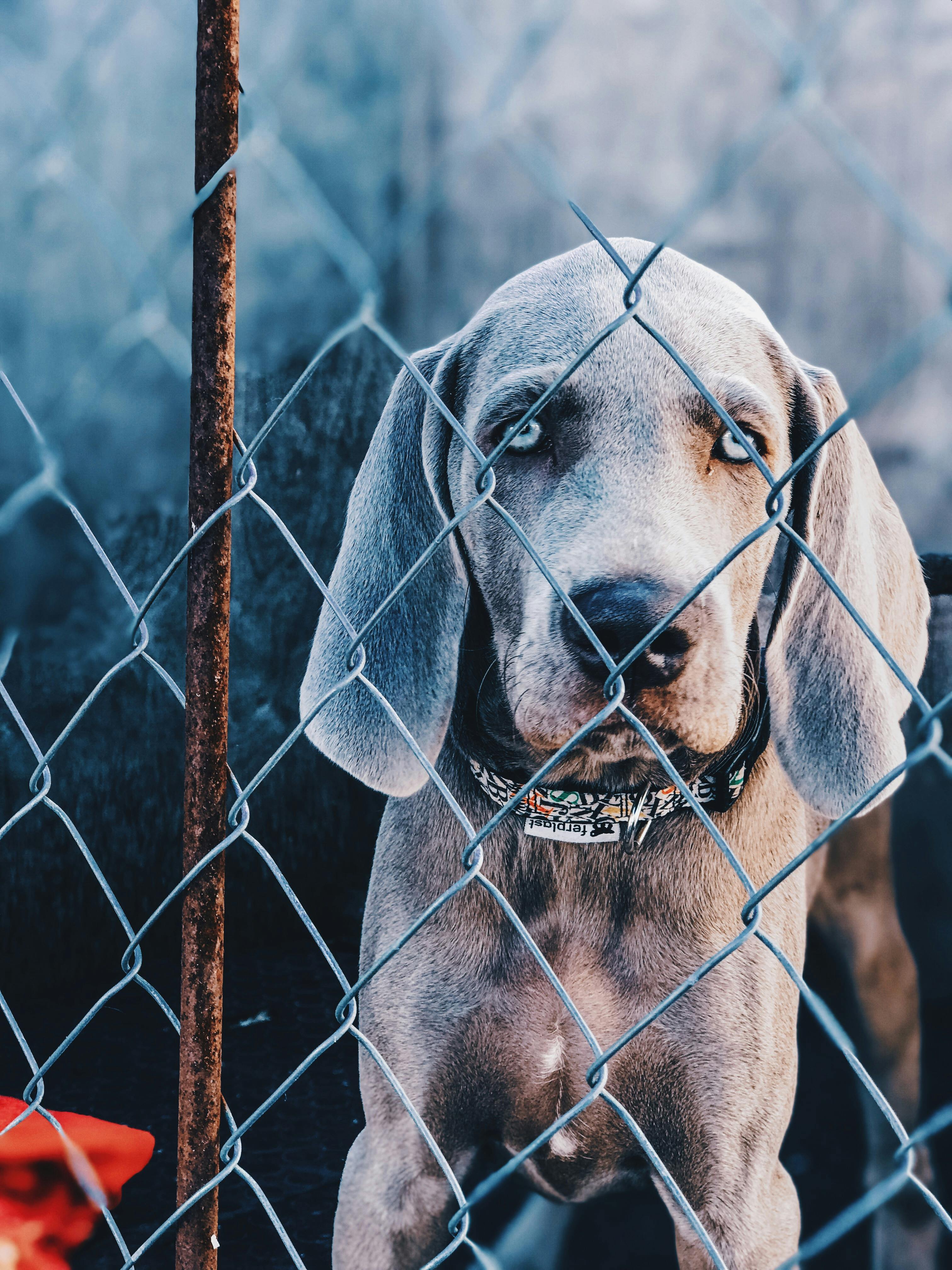 Back View of a Weimaraner Dog Sitting on Rocky Ground · Free Stock Photo