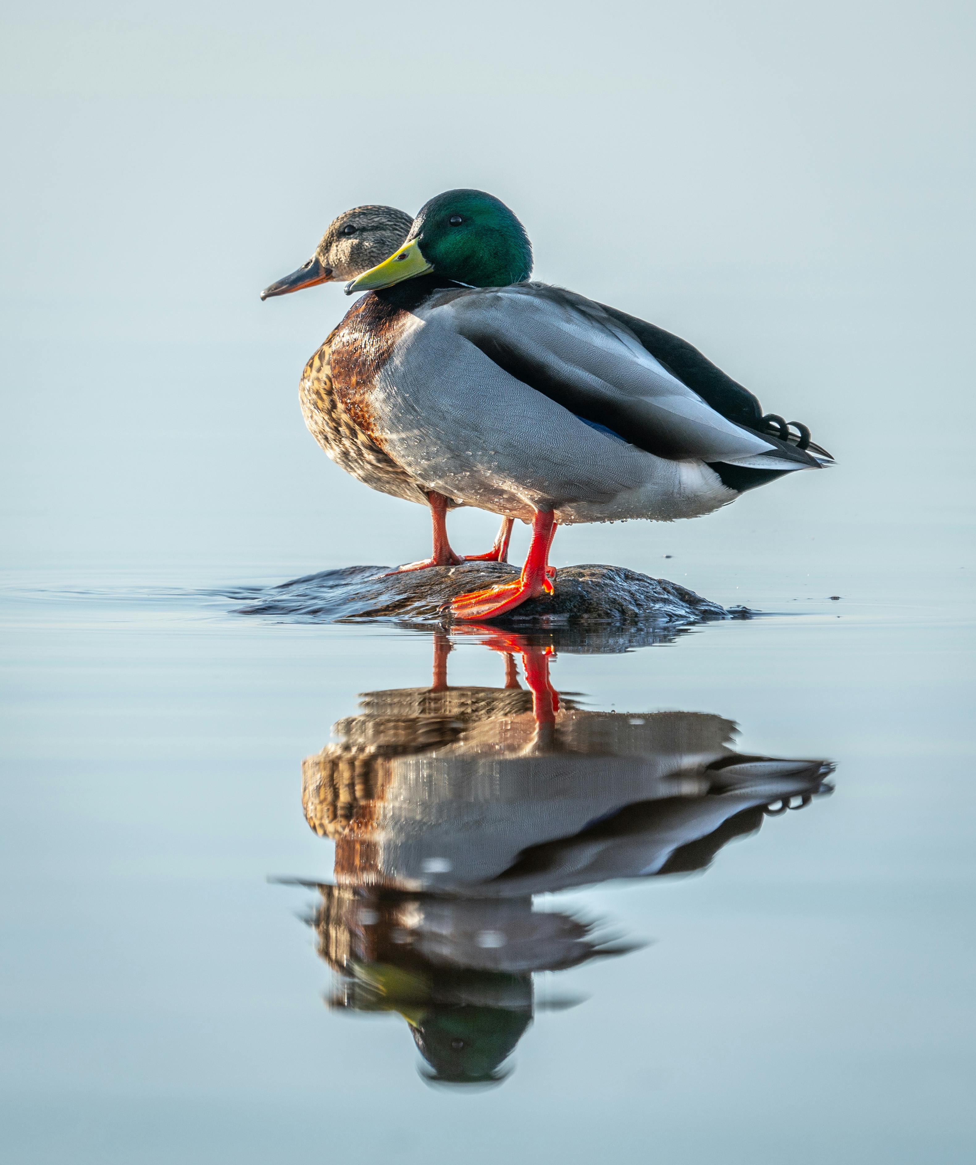 Drake and duck on water · Free Stock Photo