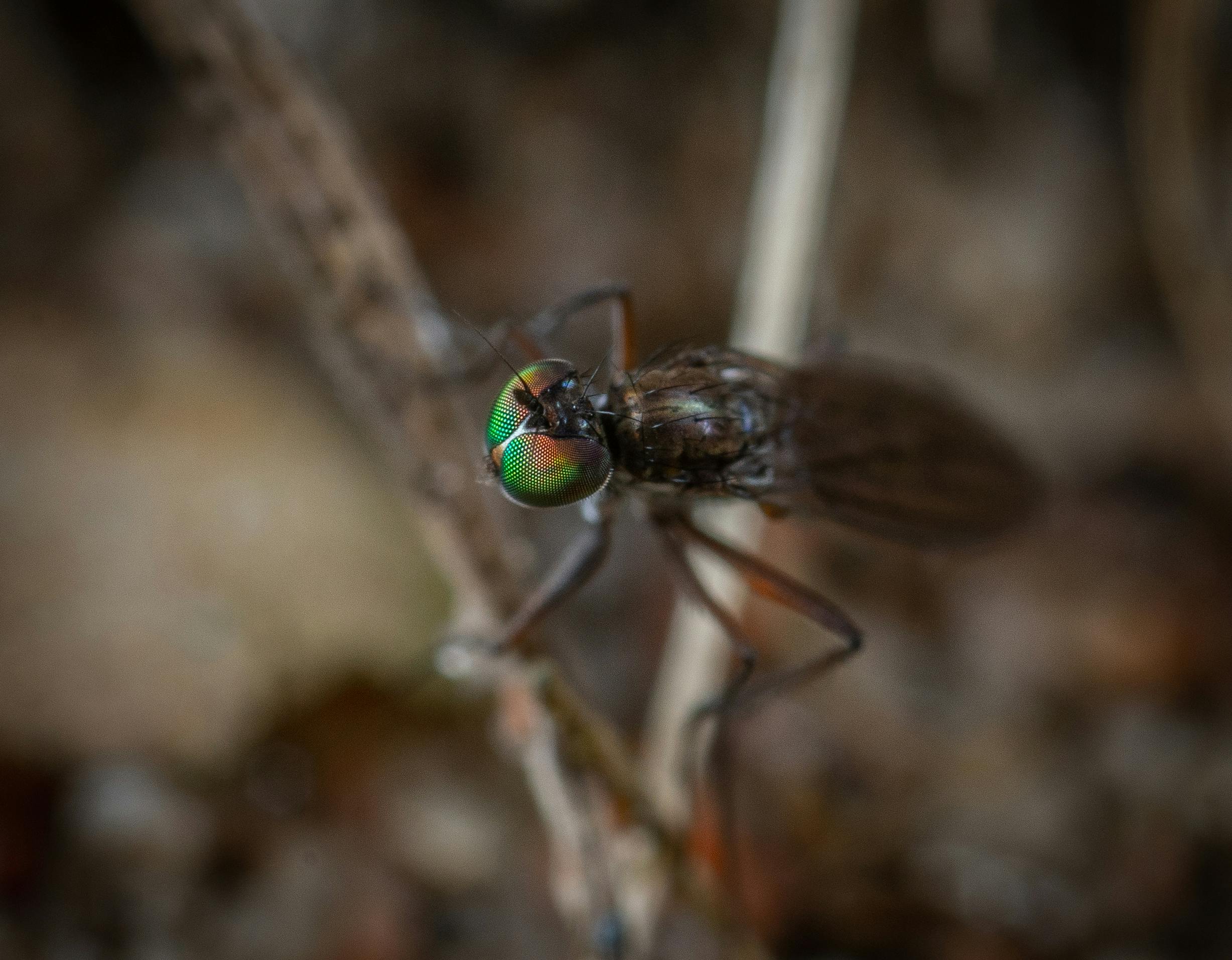 A Fly with Green Eyes · Free Stock Photo