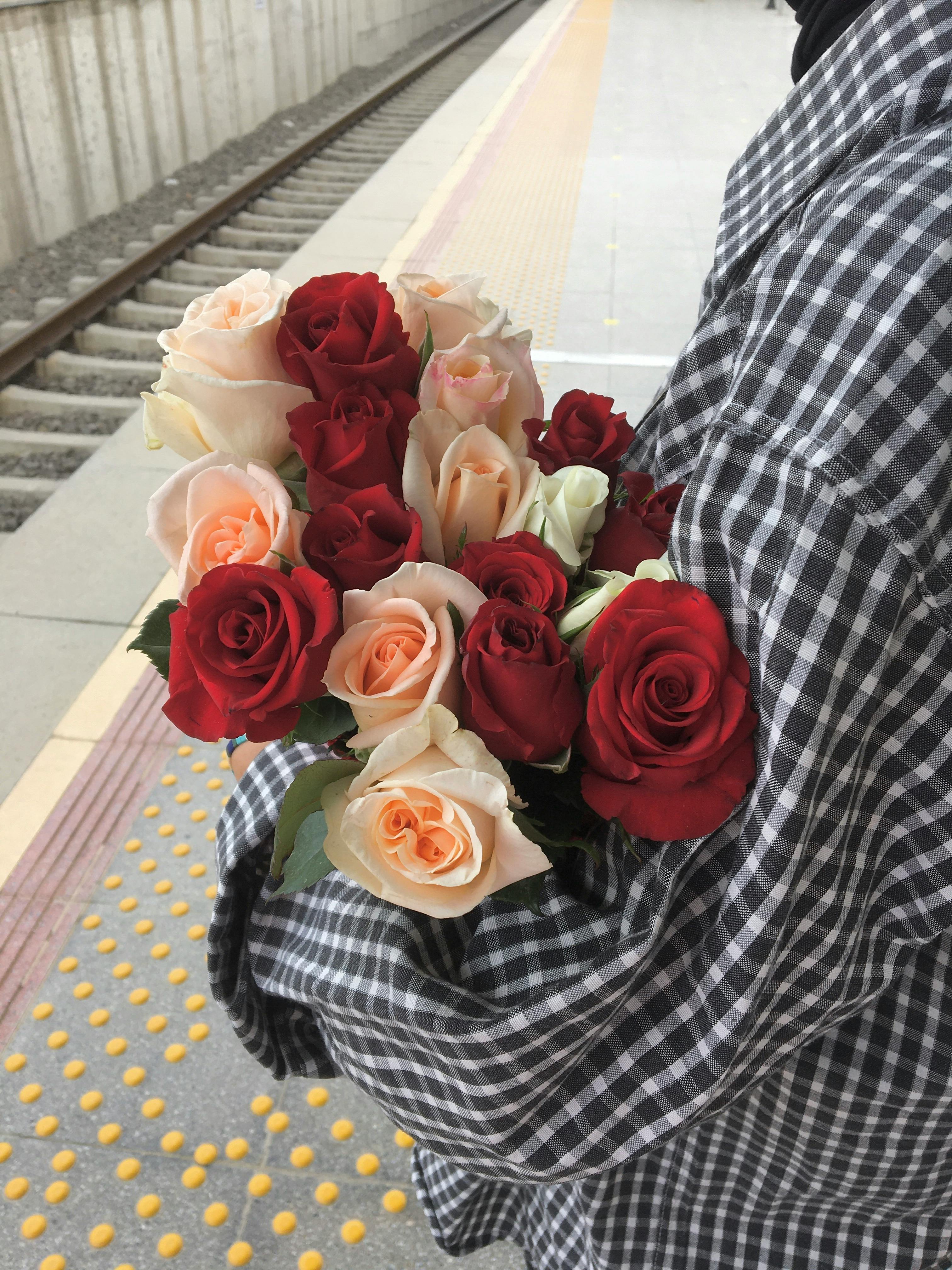 Person holding Roses · Free Stock Photo