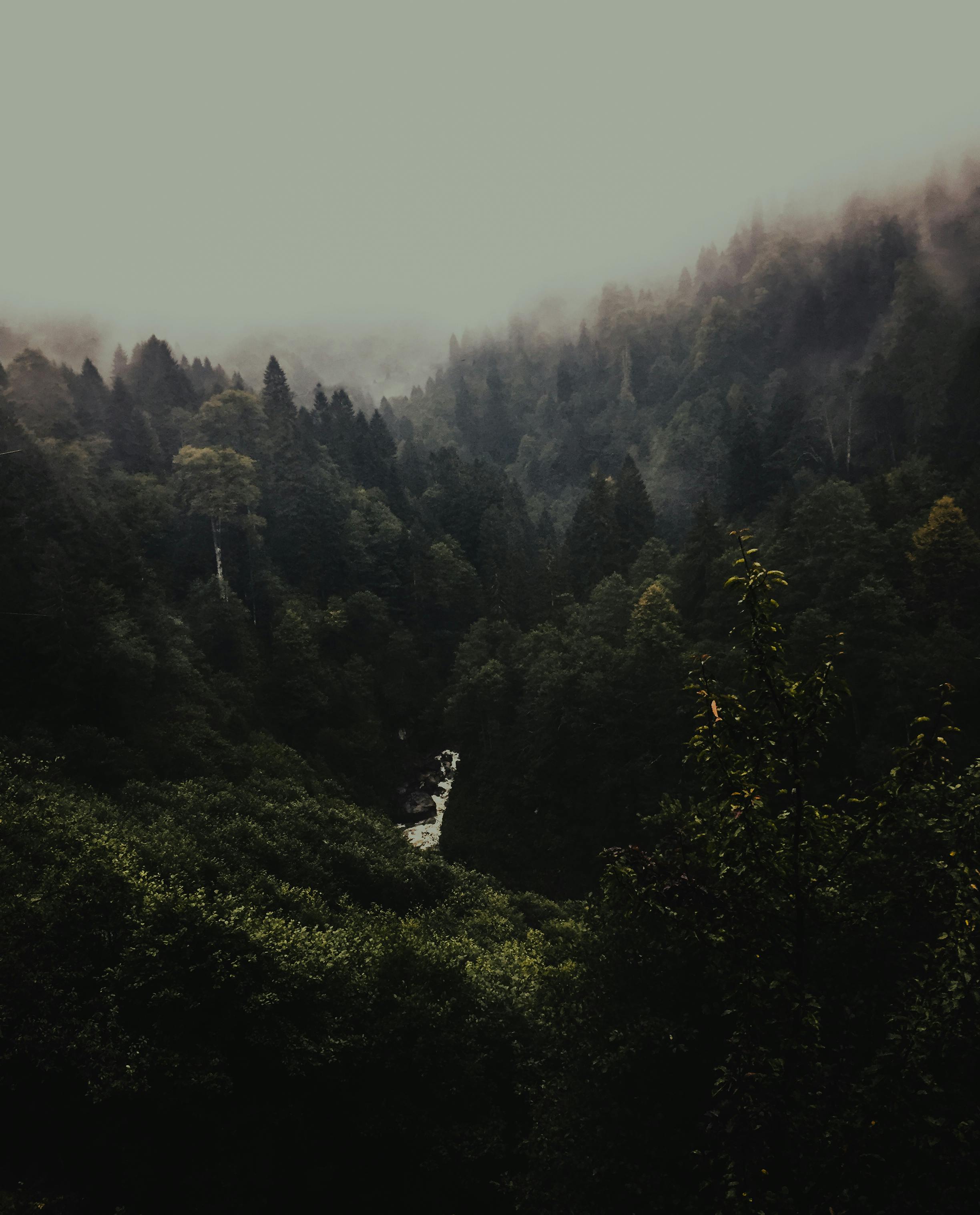 Forest Foggy Photos, Download The BEST Free Forest Foggy Stock Photos ...