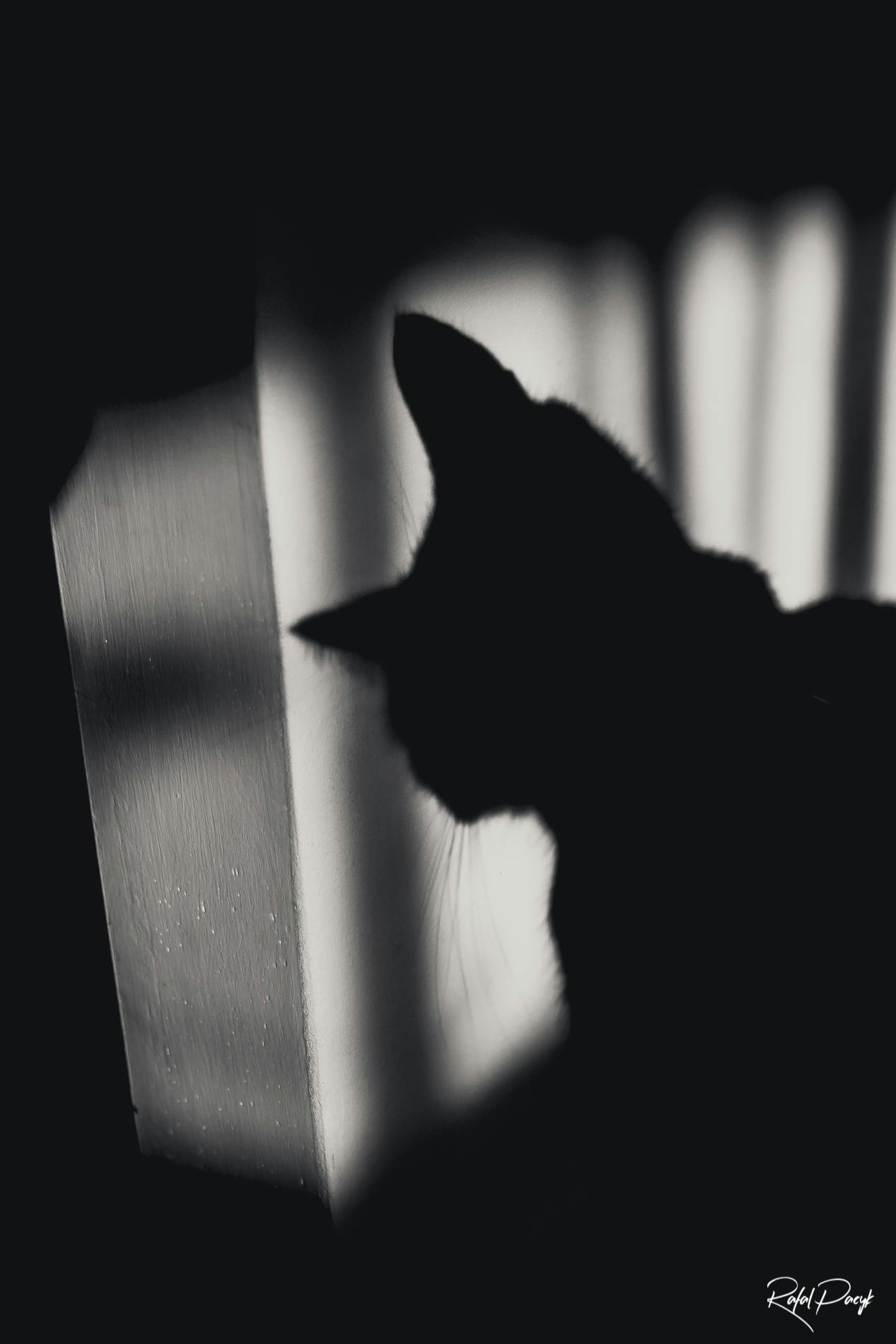 Cat Shadows