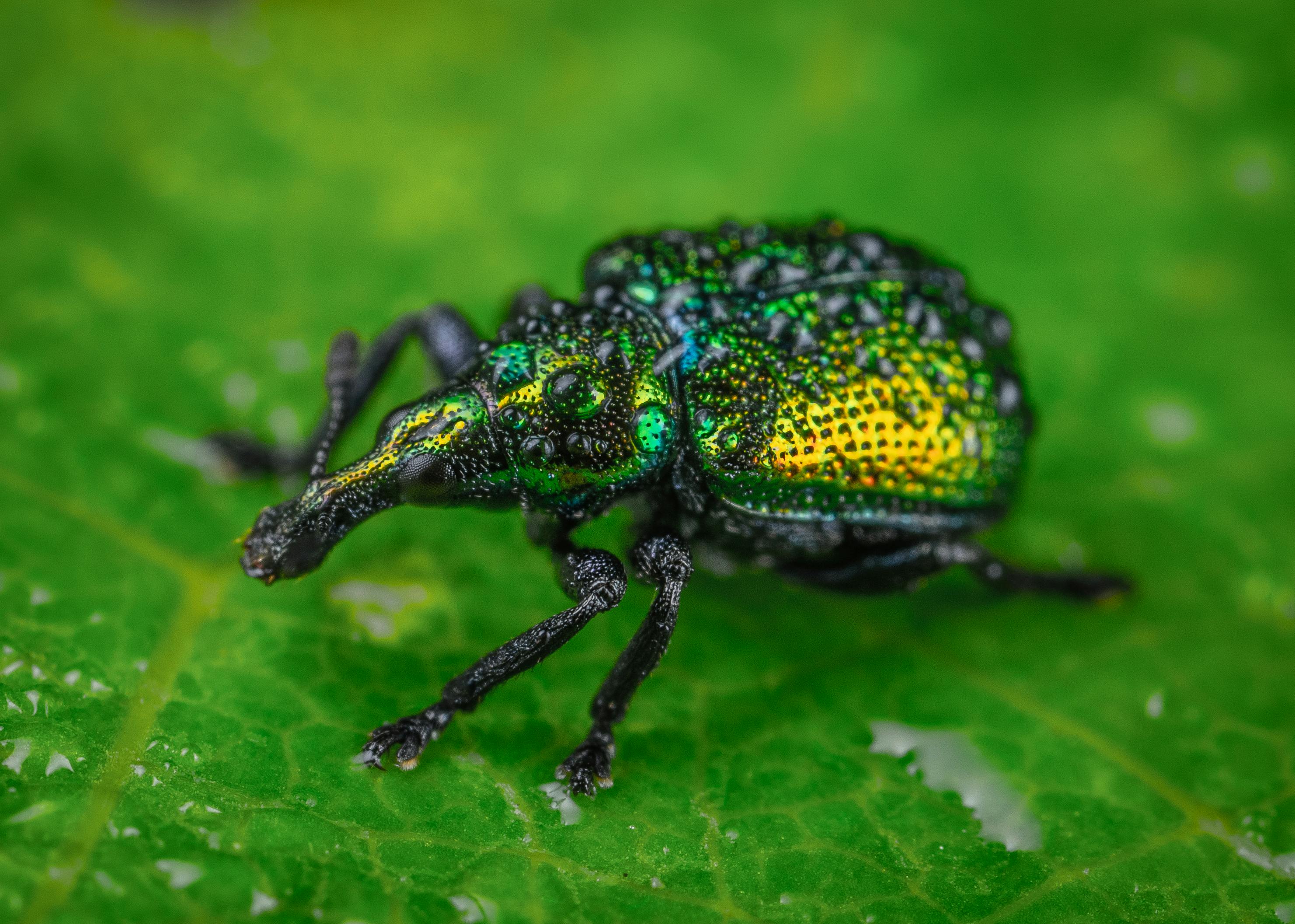 Rhynchitidae in Macro Photography · Free Stock Photo