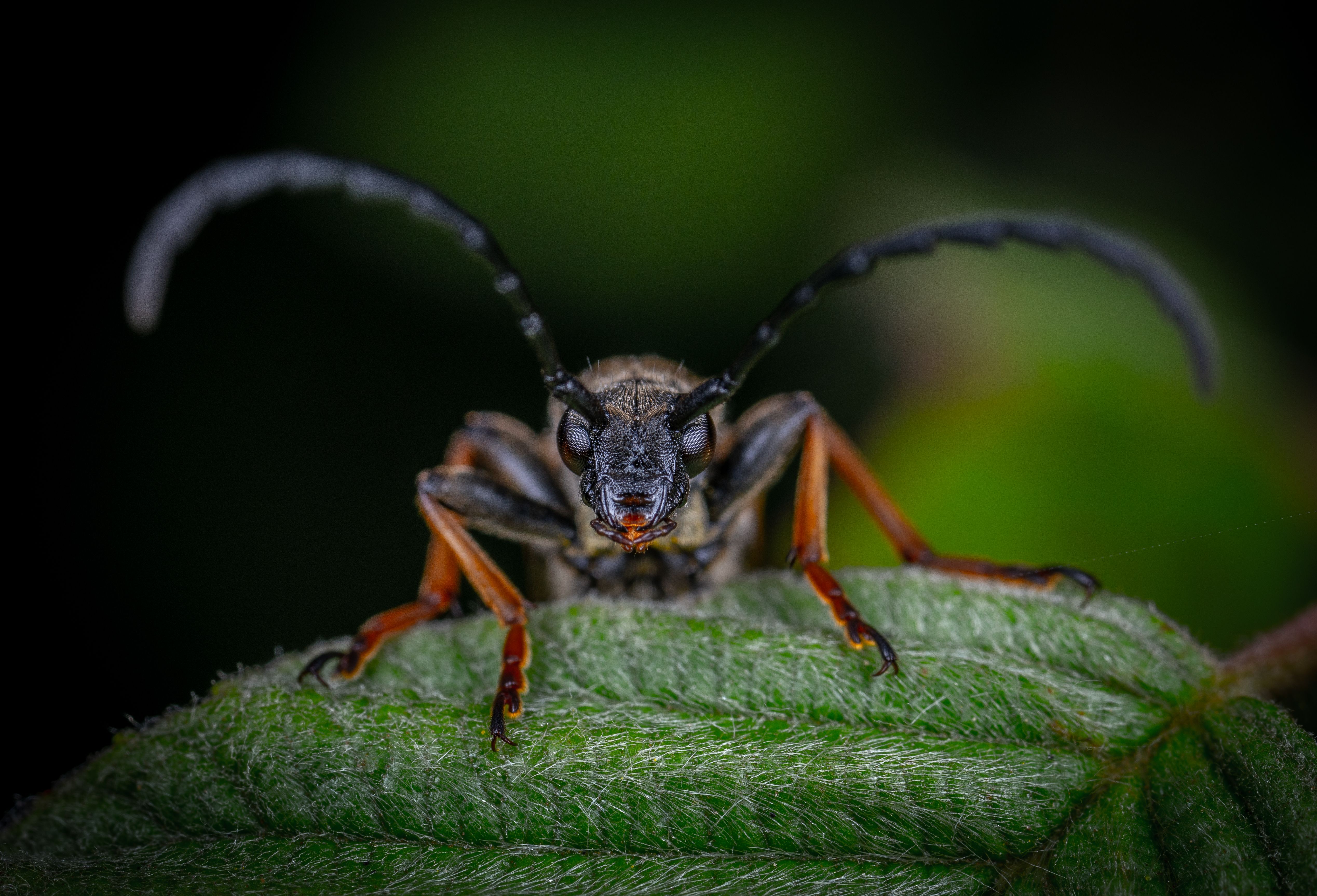 Macro Photography of Green Insect · Free Stock Photo