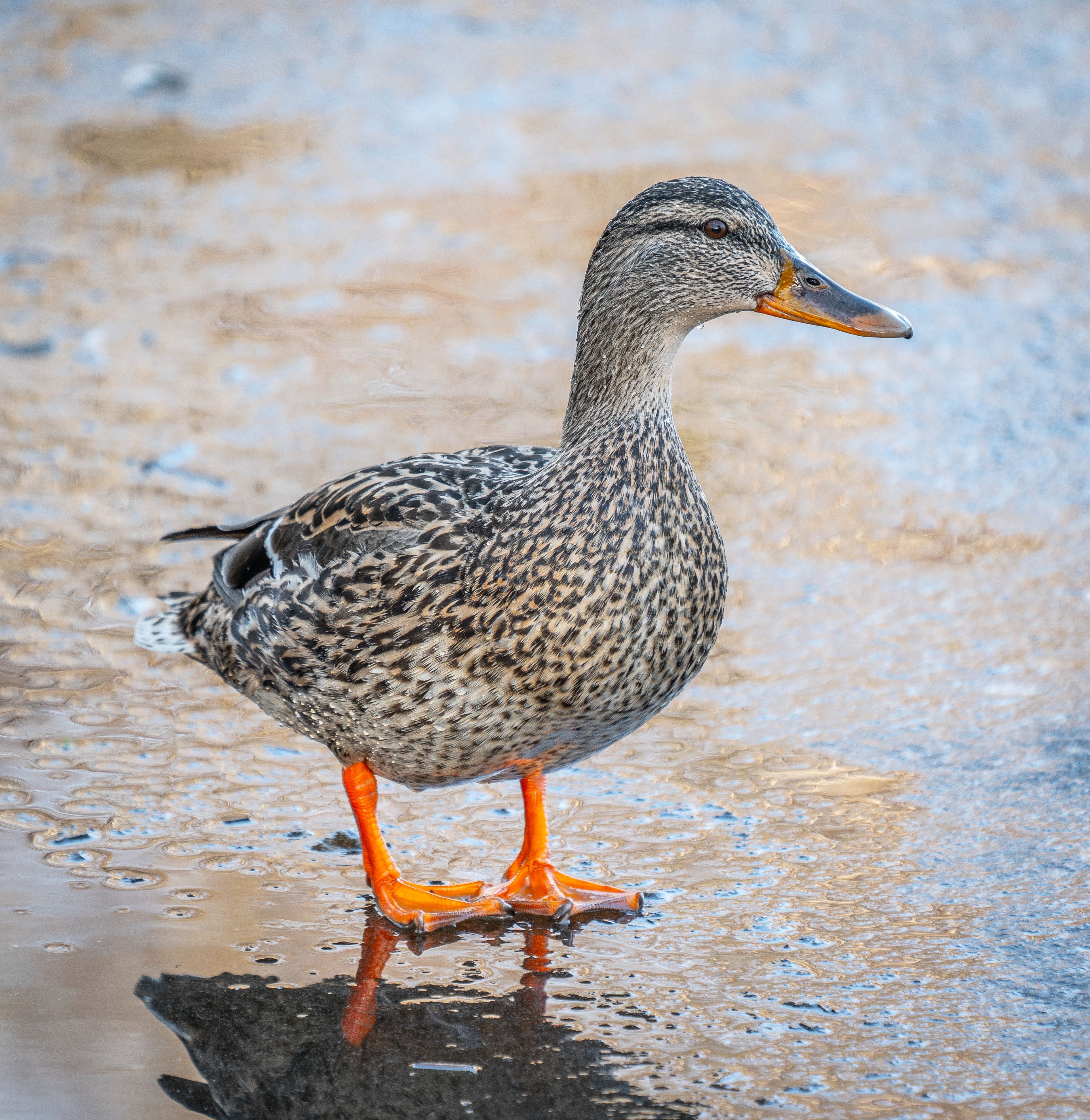 Green and Gray Mallard Duck · Free Stock Photo