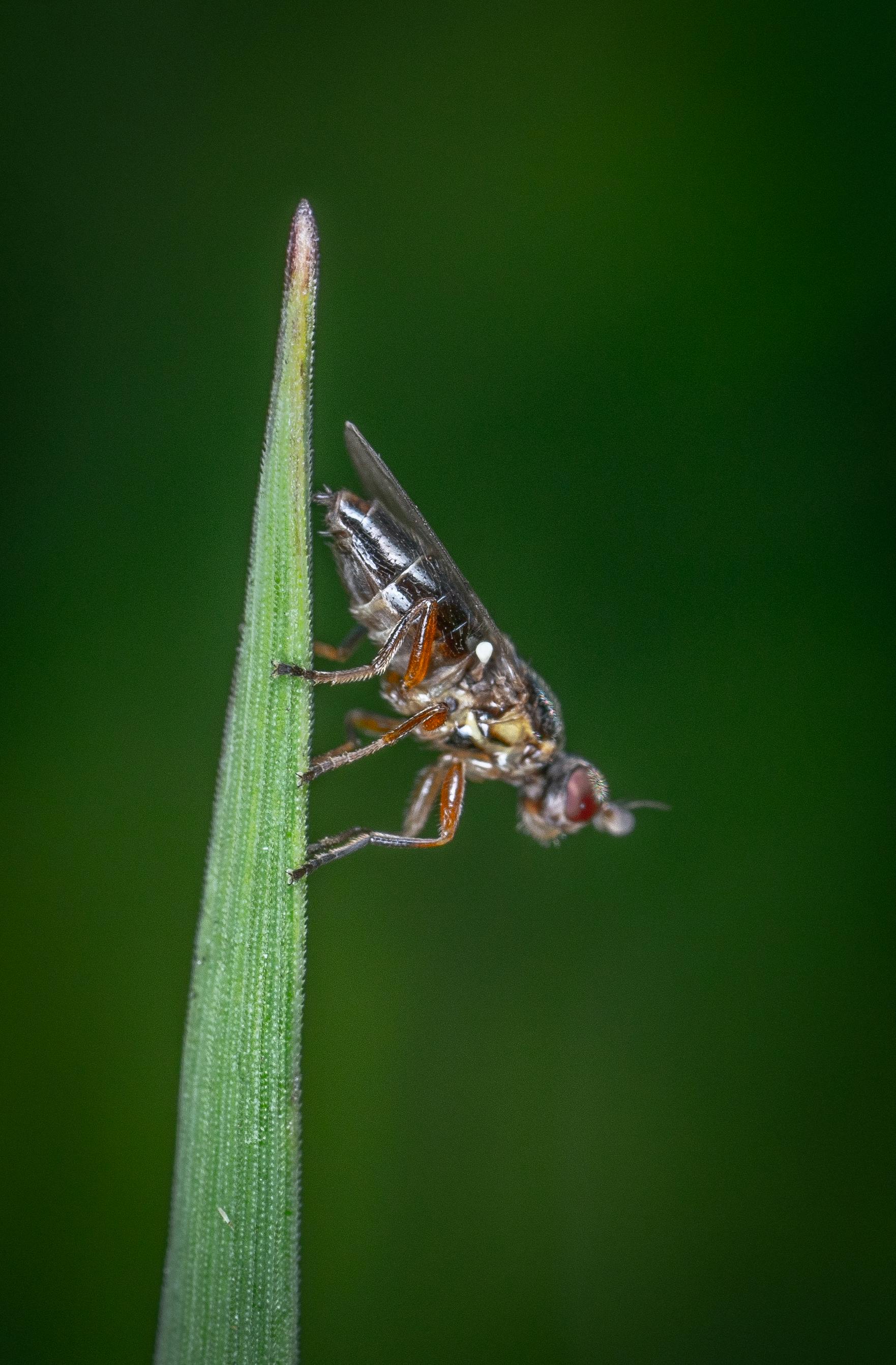 Olive Fruit Fly in Macro Photography · Free Stock Photo