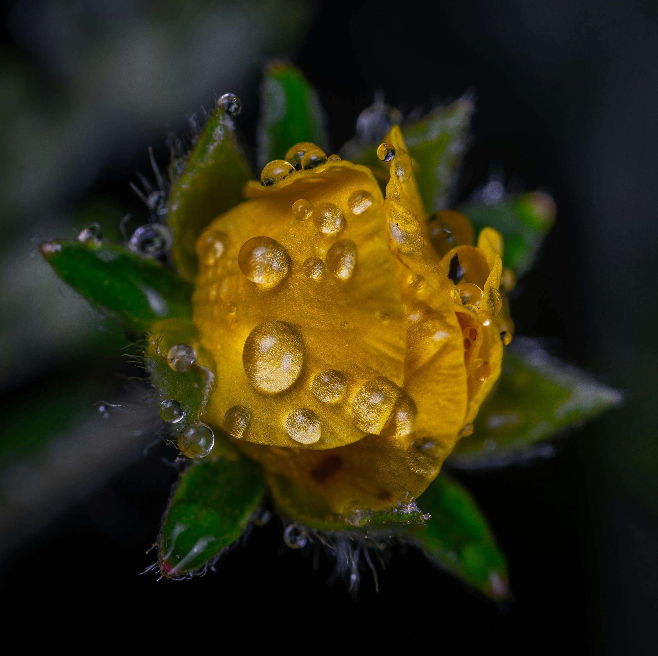 Yellow Raindrop Photos, Download The BEST Free Yellow Raindrop Stock ...