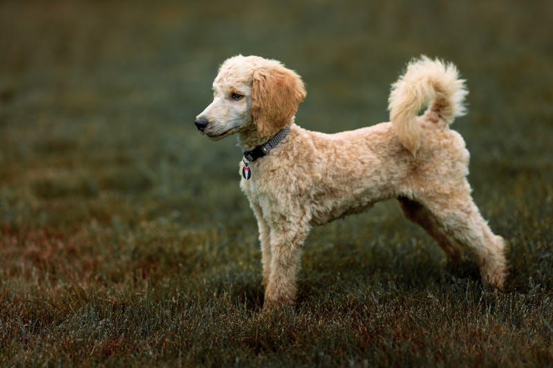 The Complete Guide to Owning a Standard Poodle Successfully
