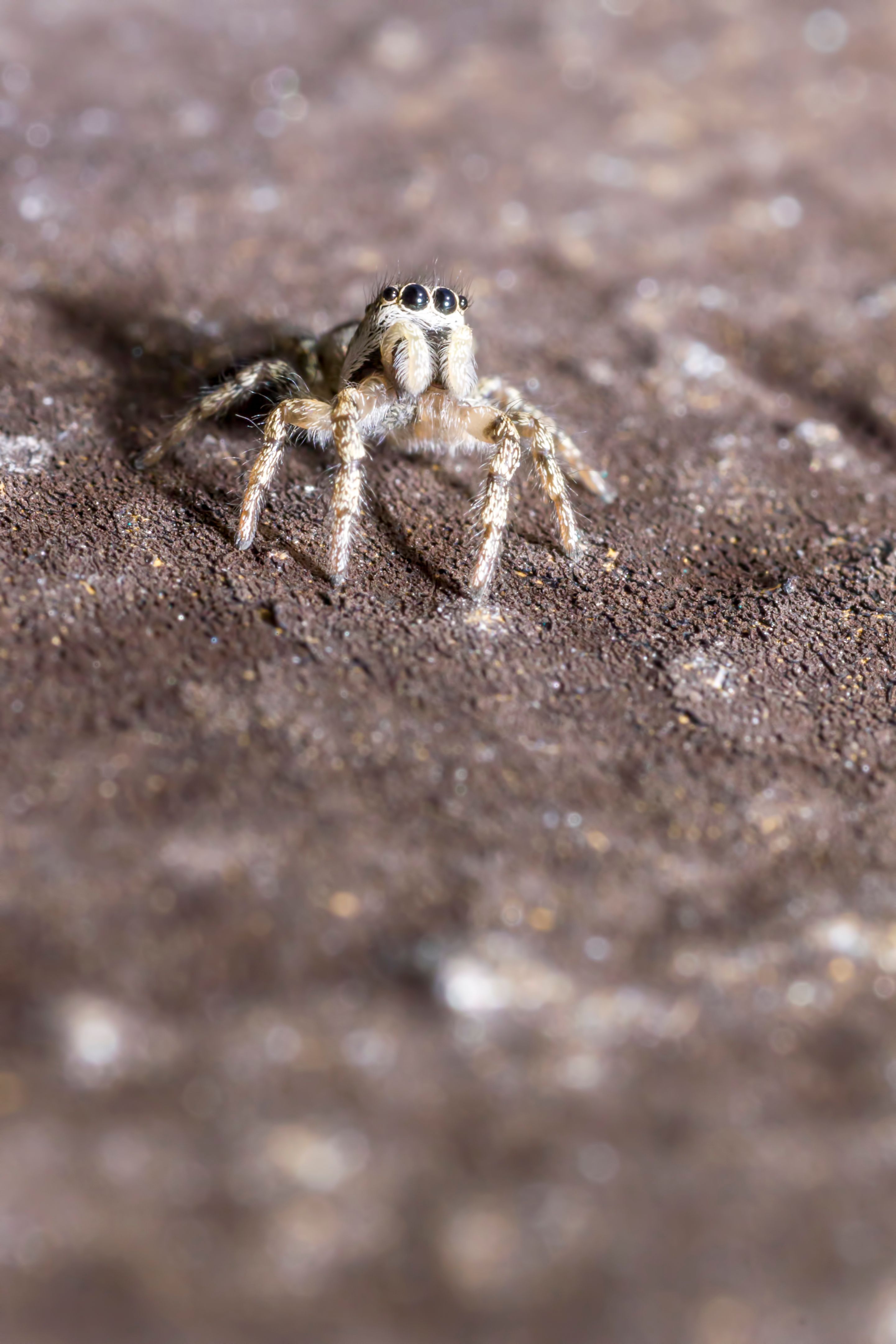 Close-up of Spider on Brown Soil · Free Stock Photo