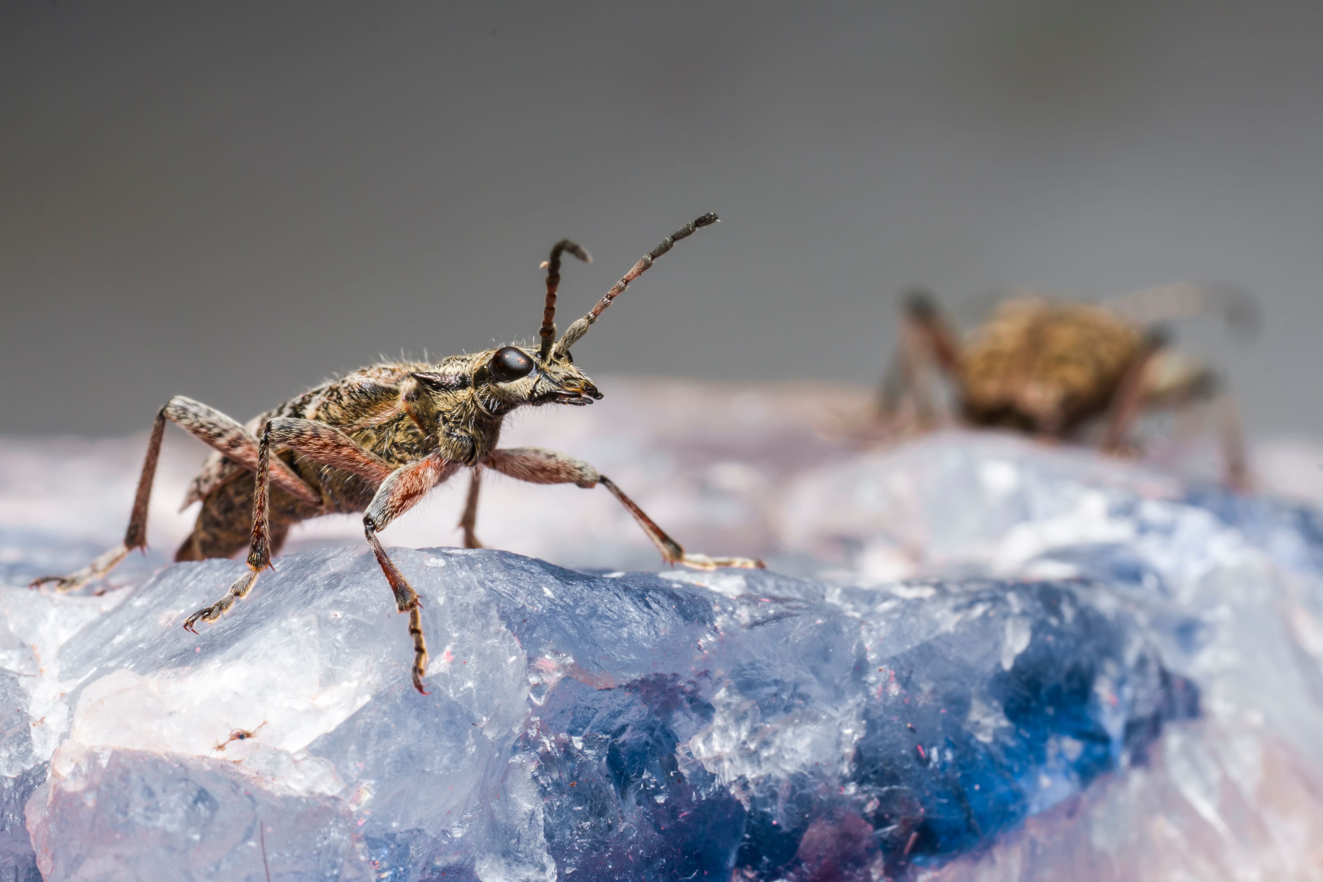 Beetle on Top of an Ice · Free Stock Photo
