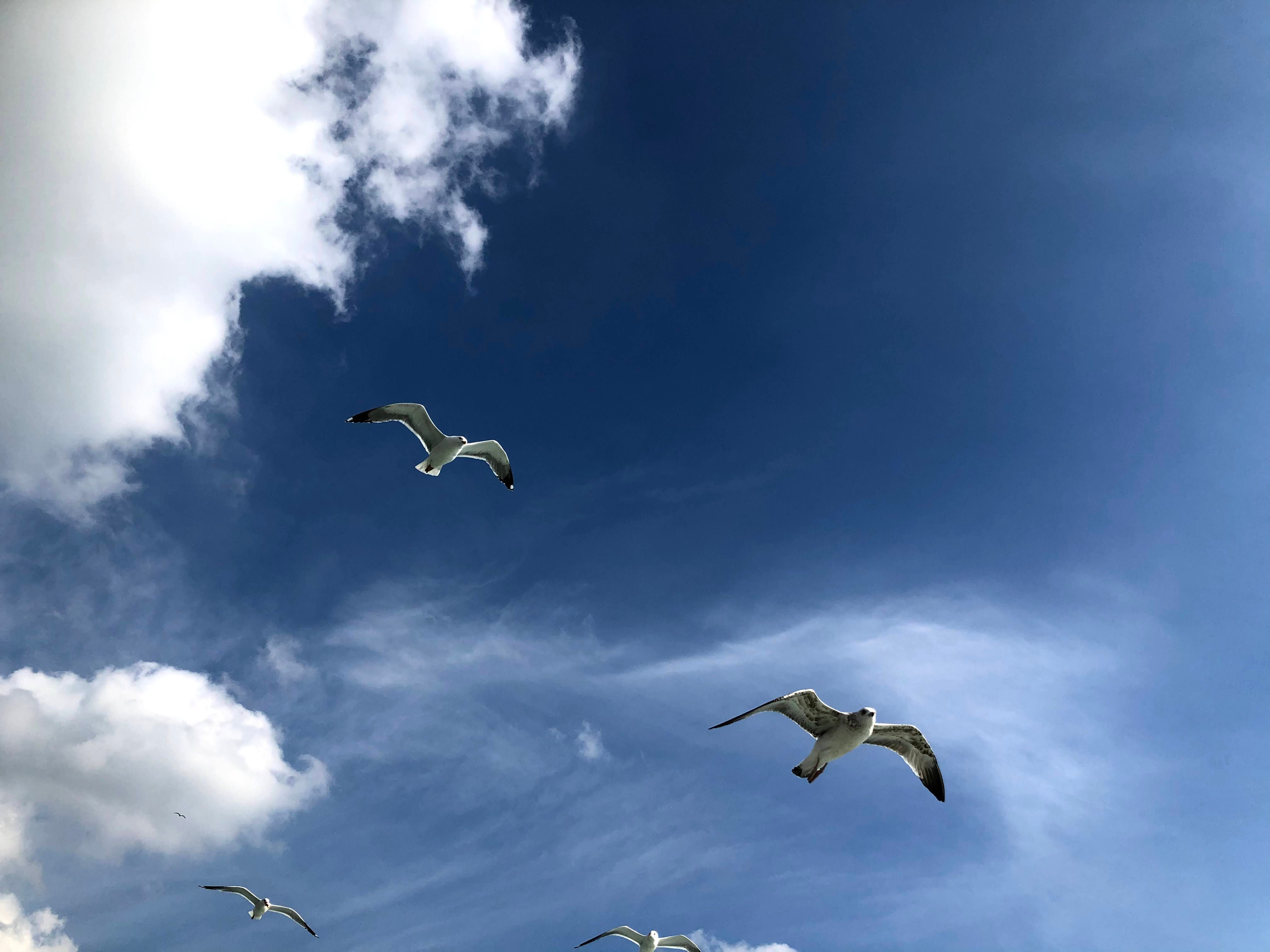 Bird Flying · Free Stock Photo