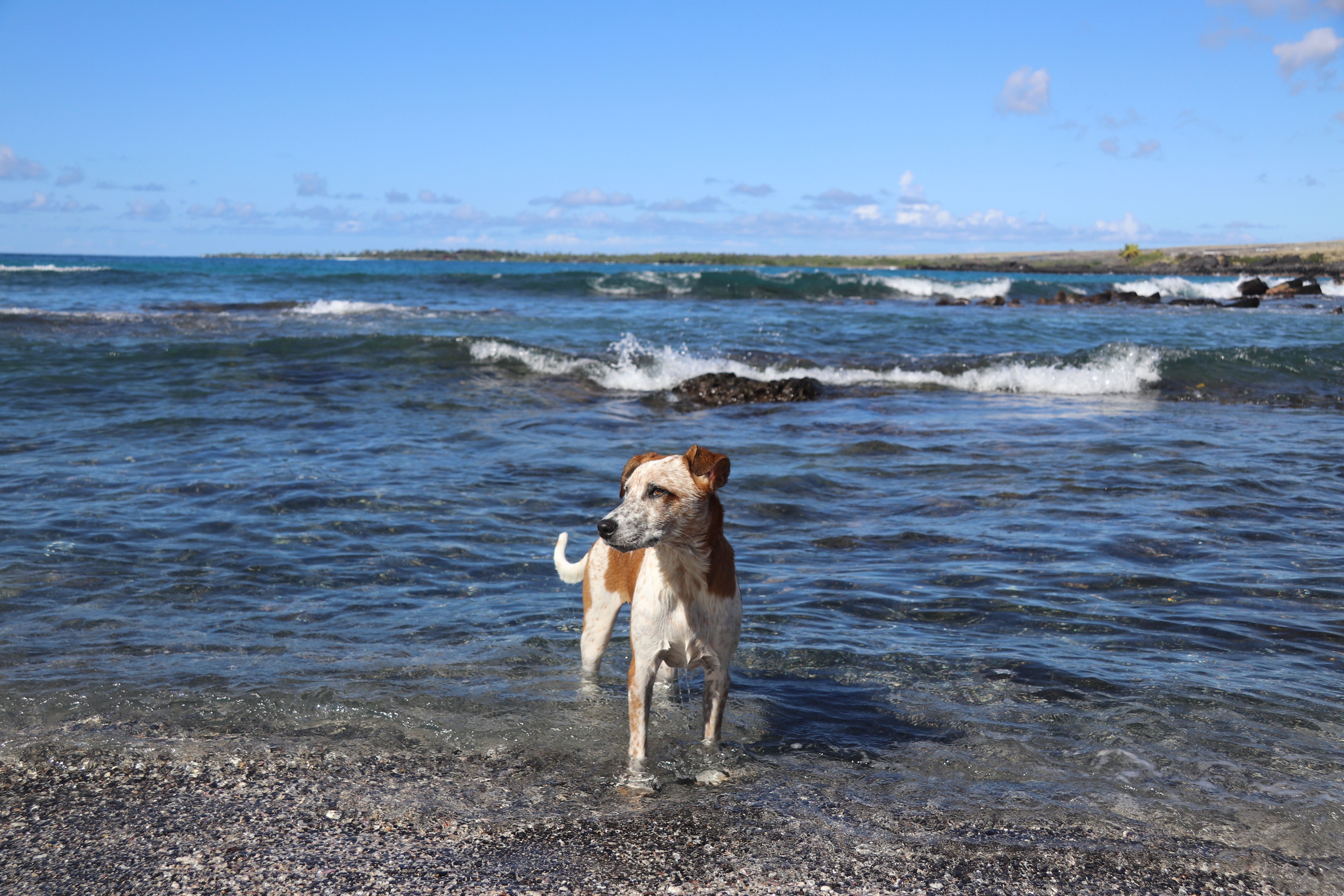 Photo of a Brown and White Dog on the Seashore · Free Stock Photo