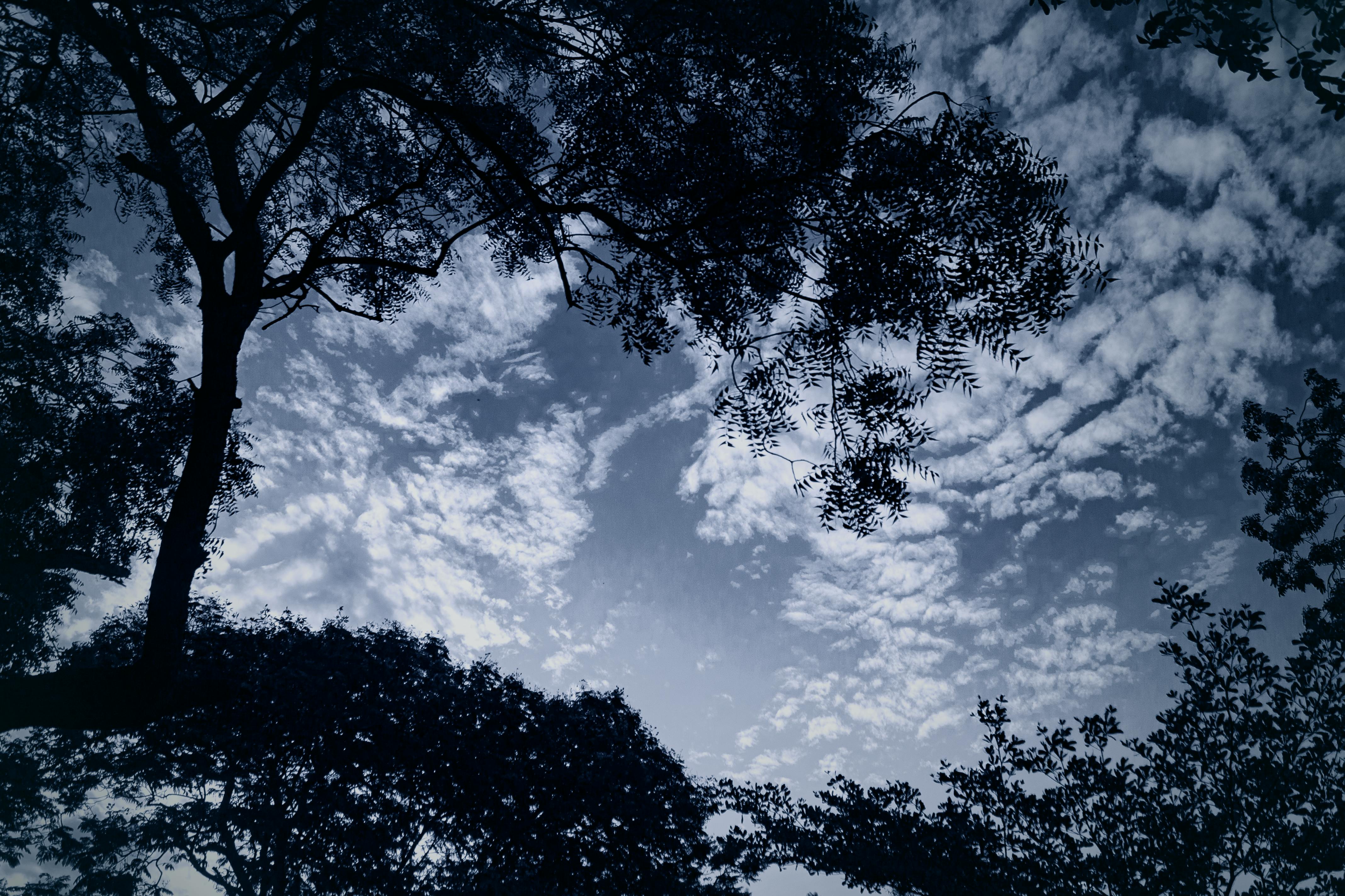 Free stock photo of blue sky, trees