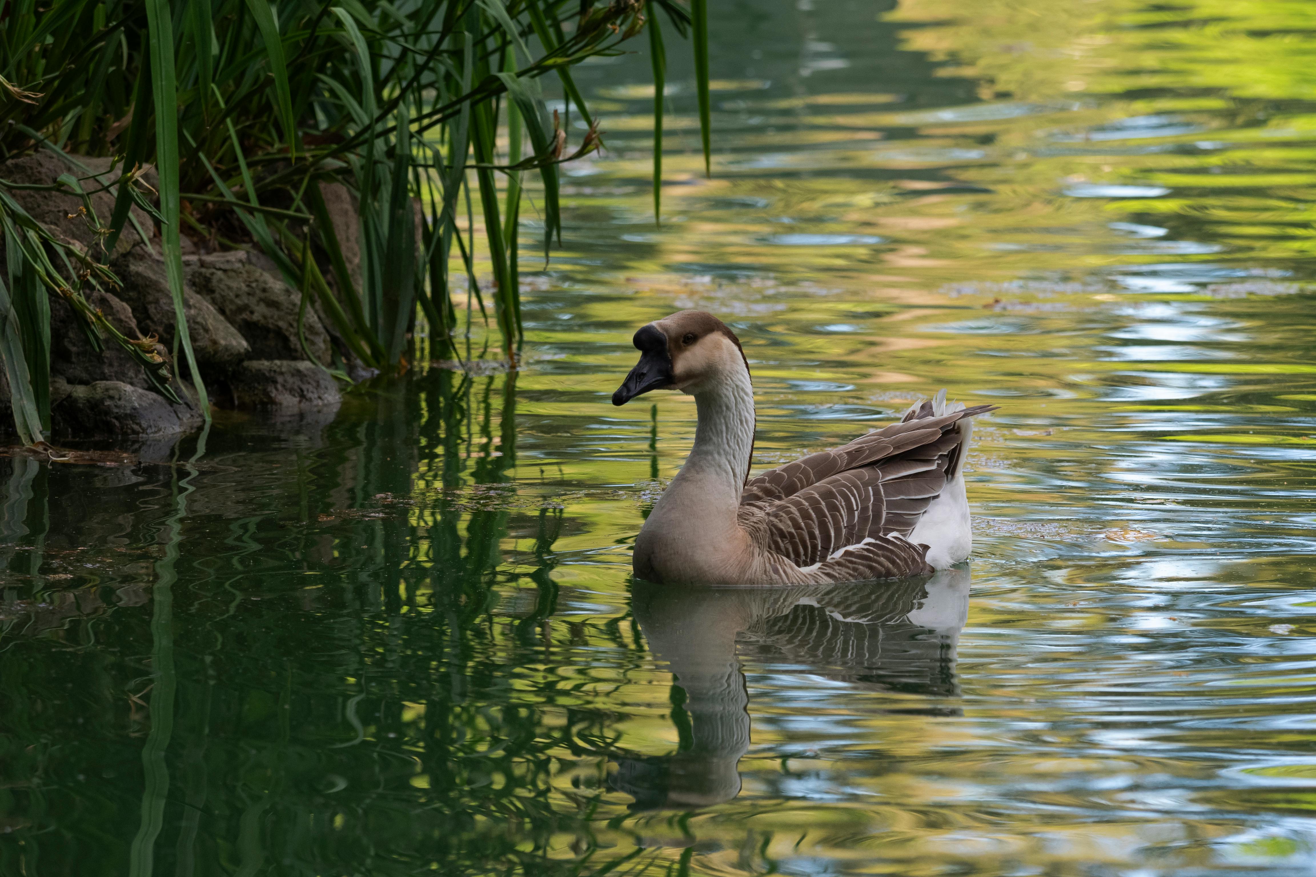 Goose on Body of Water · Free Stock Photo
