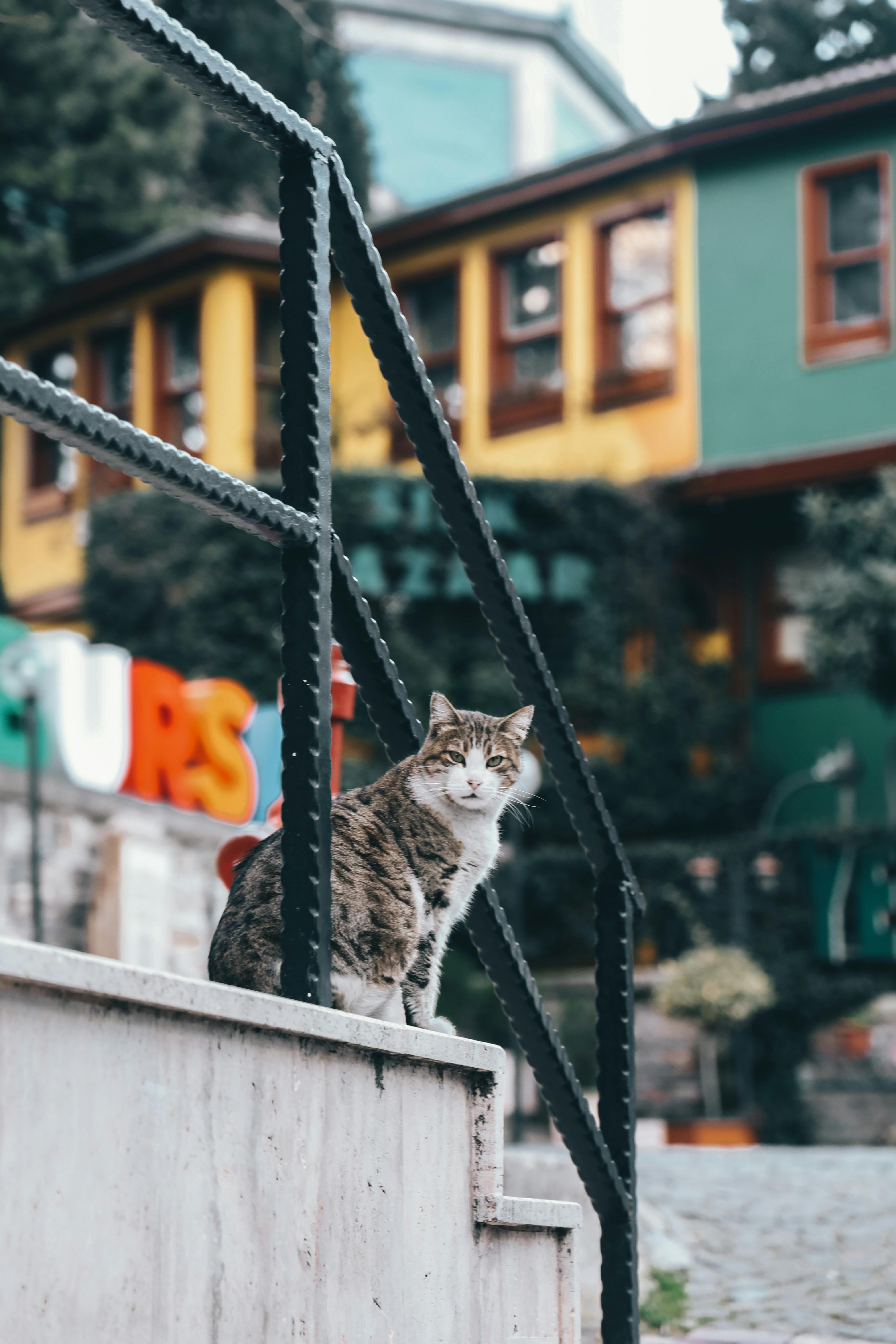 Ginger Cat on Stairs · Free Stock Photo
