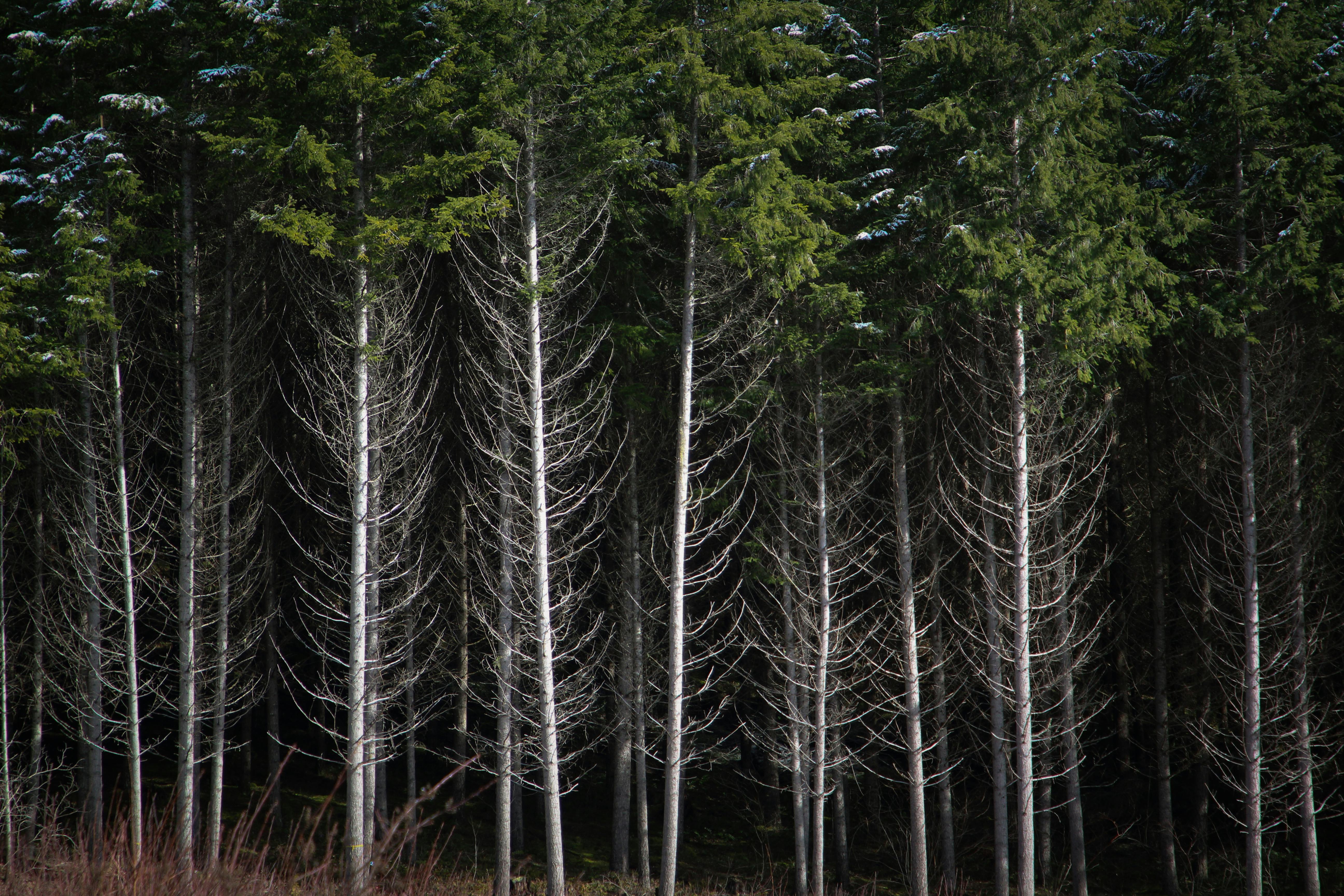 Leafless Branches of Trees · Free Stock Photo