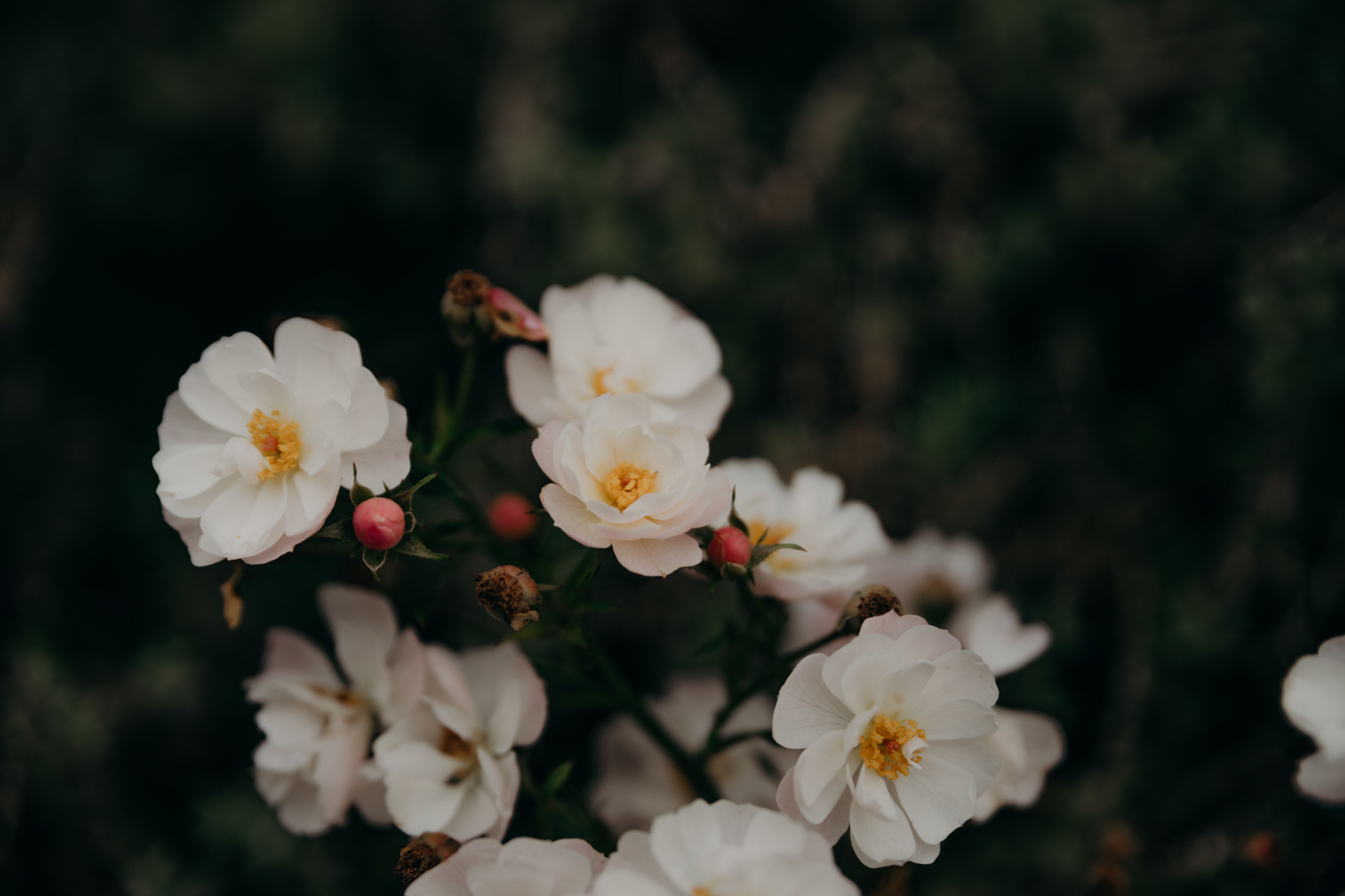 White Flowers in Bloom · Free Stock Photo